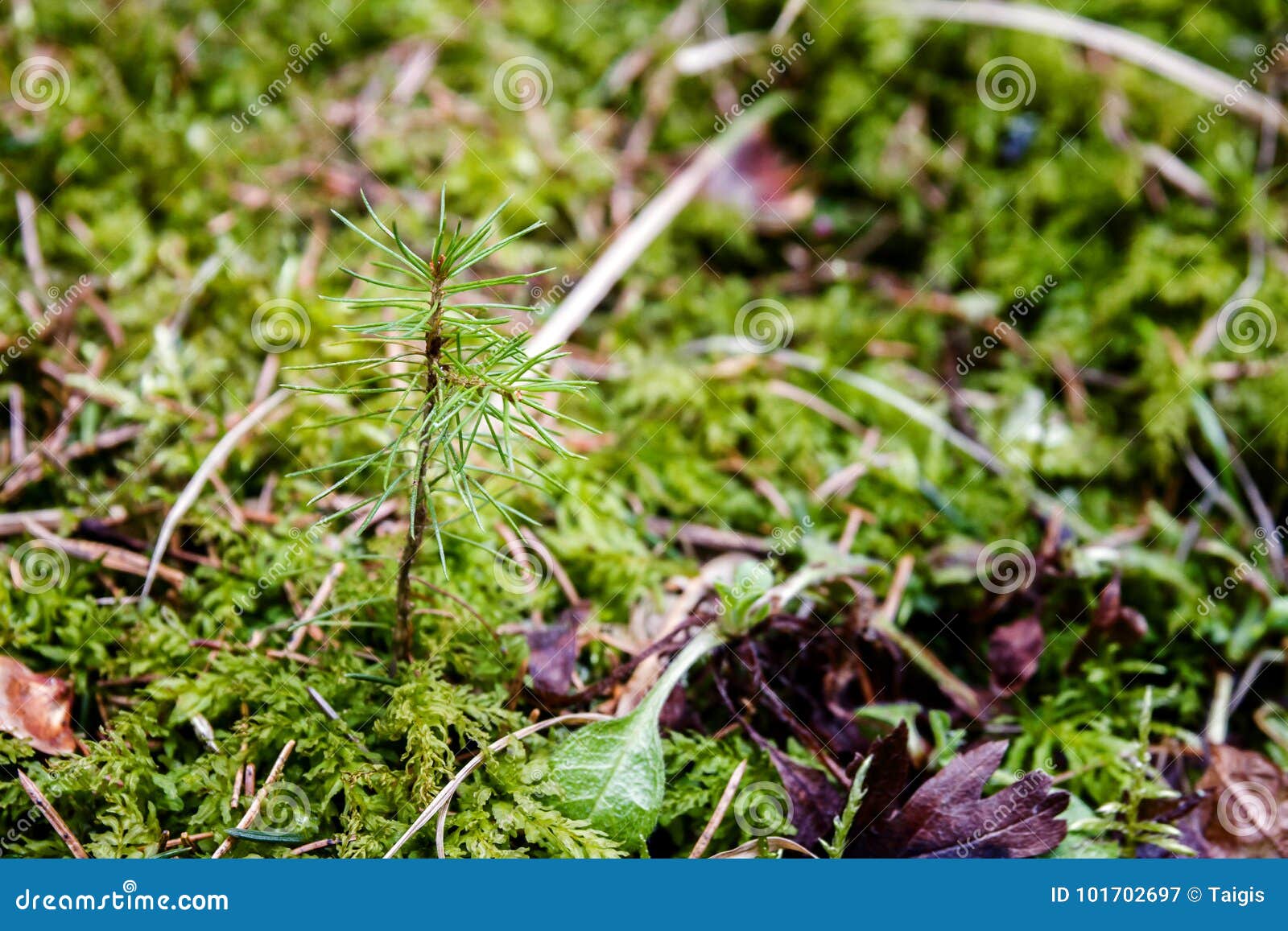 Jeune Pousse D'arbre De Jeune Arbre De Pins Dans La Forêt Image stock ...