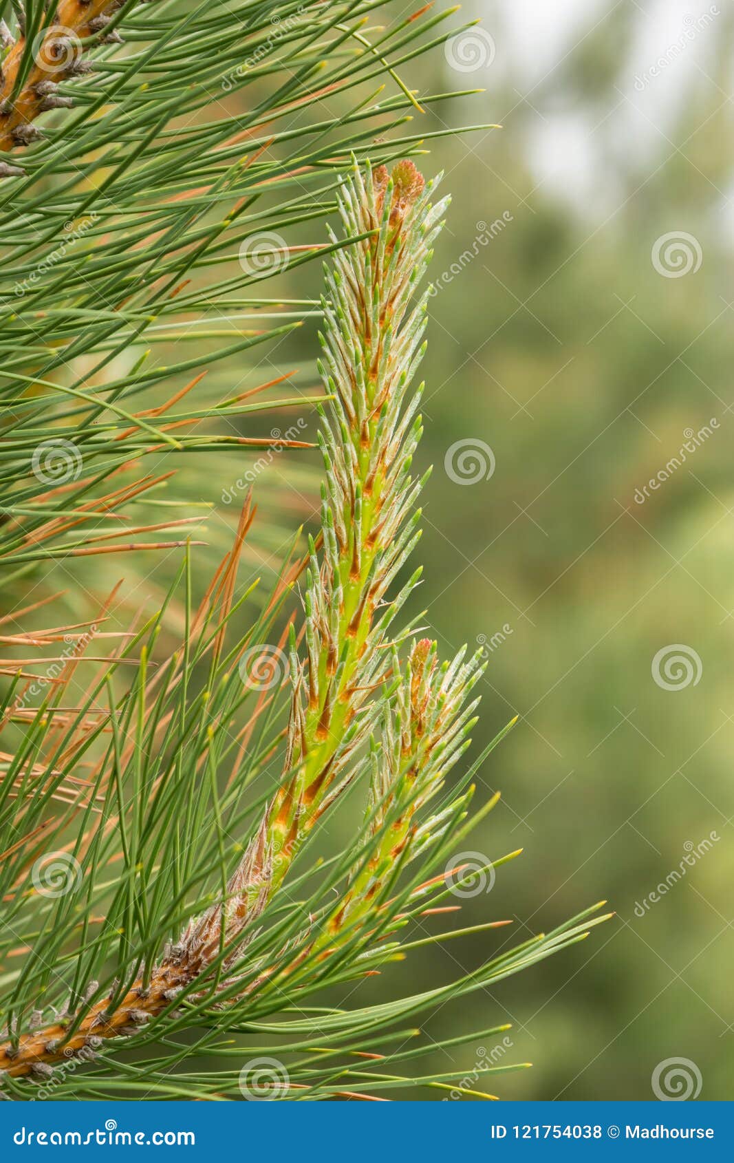 Jeune Pousse D'un Ordinaire De Pin Photo stock - Image of plantation ...