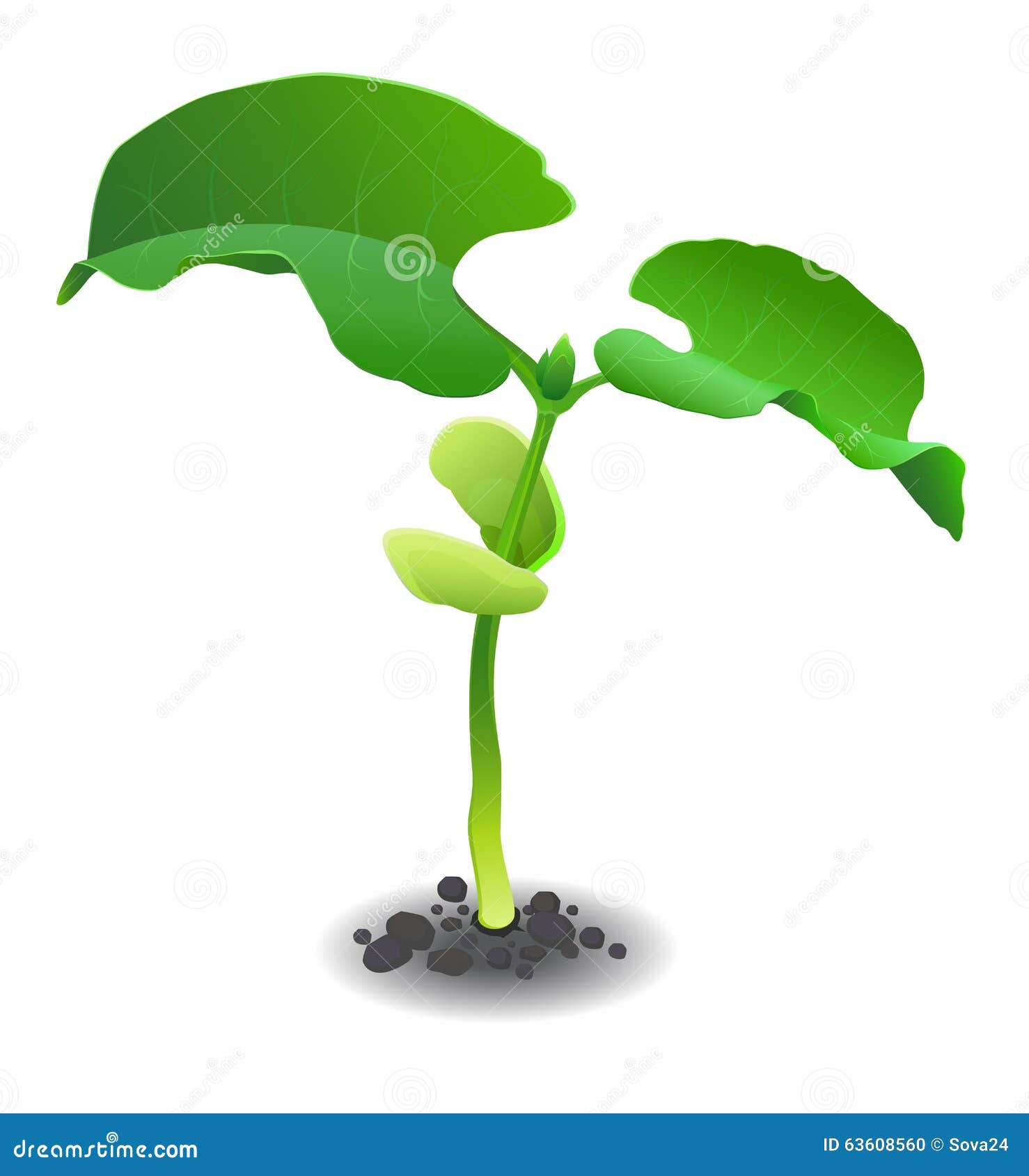 Jeune pousse de haricot illustration de vecteur. Illustration du vert ...