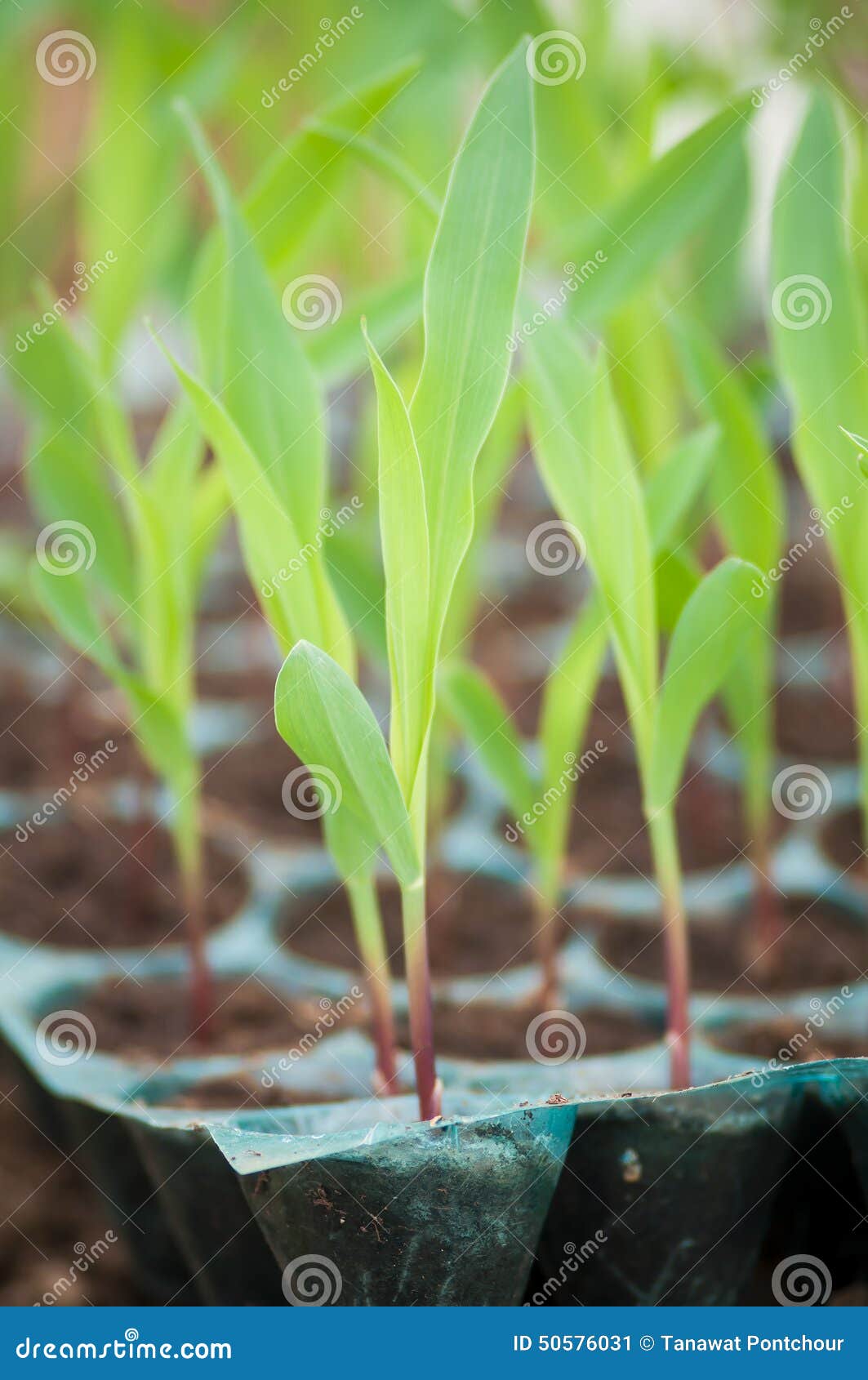 Jeune pousse de maïs image stock. Image du ferme, ligne - 50576031