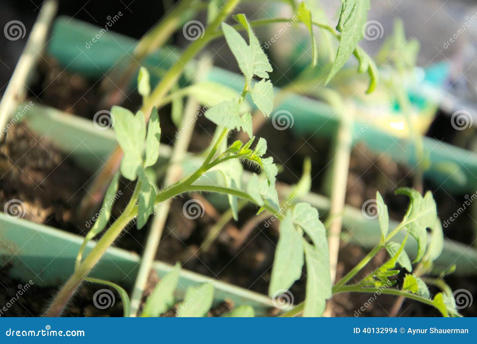 Jeune pousse de tomate photo stock. Image du flore, organique - 40132994