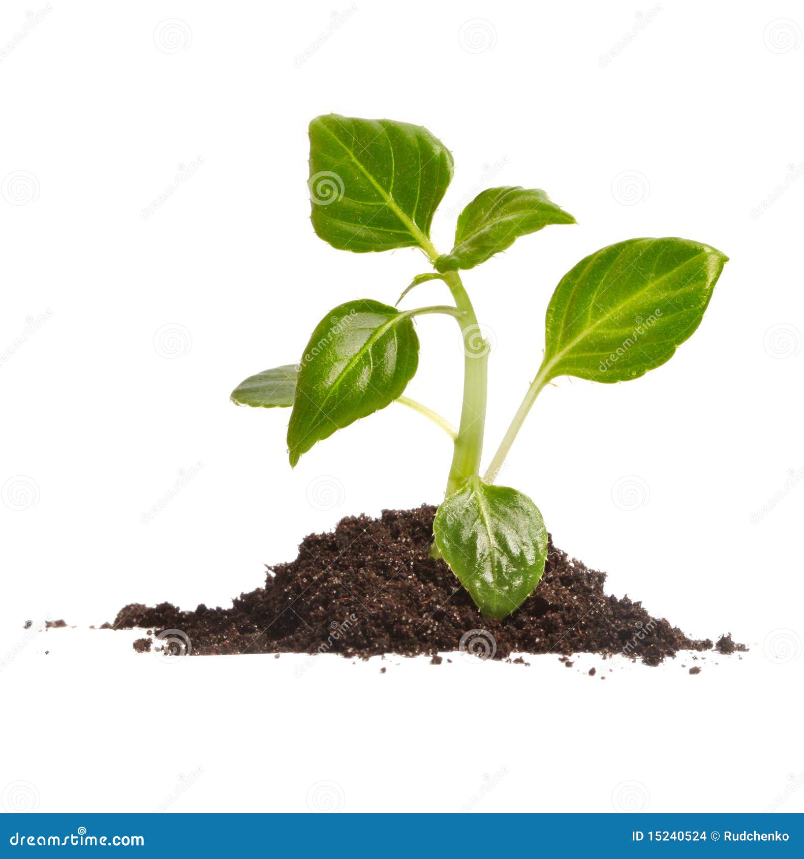 Jeune pousse sur le blanc photo stock. Image du agriculture - 15240524