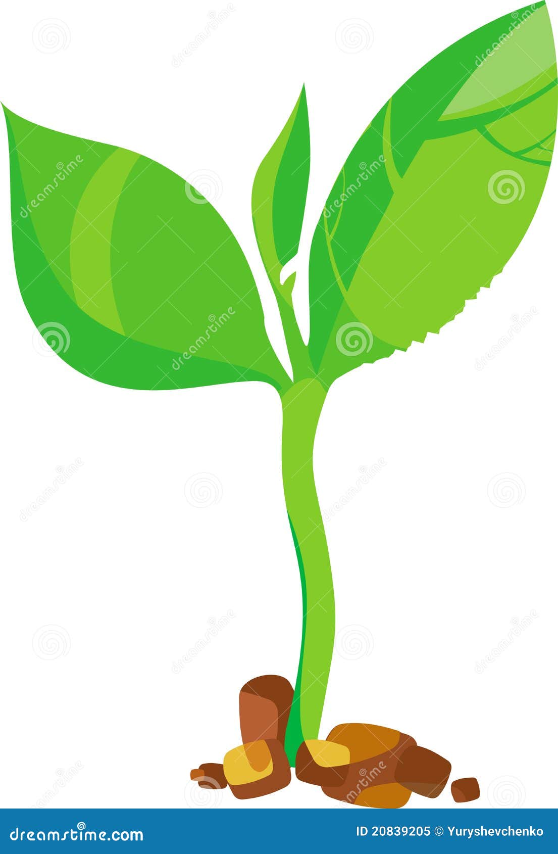 Jeune Pousse Verte - Vecteur Illustration de Vecteur - Illustration du ...