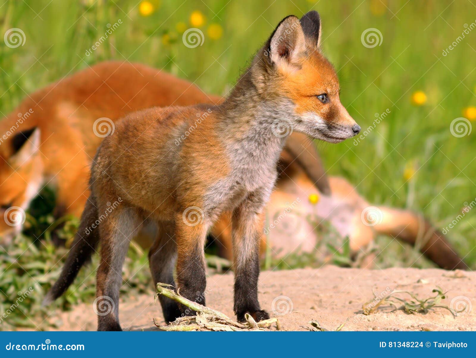 Jeune renard européen photo stock. Image du environnement - 81348224