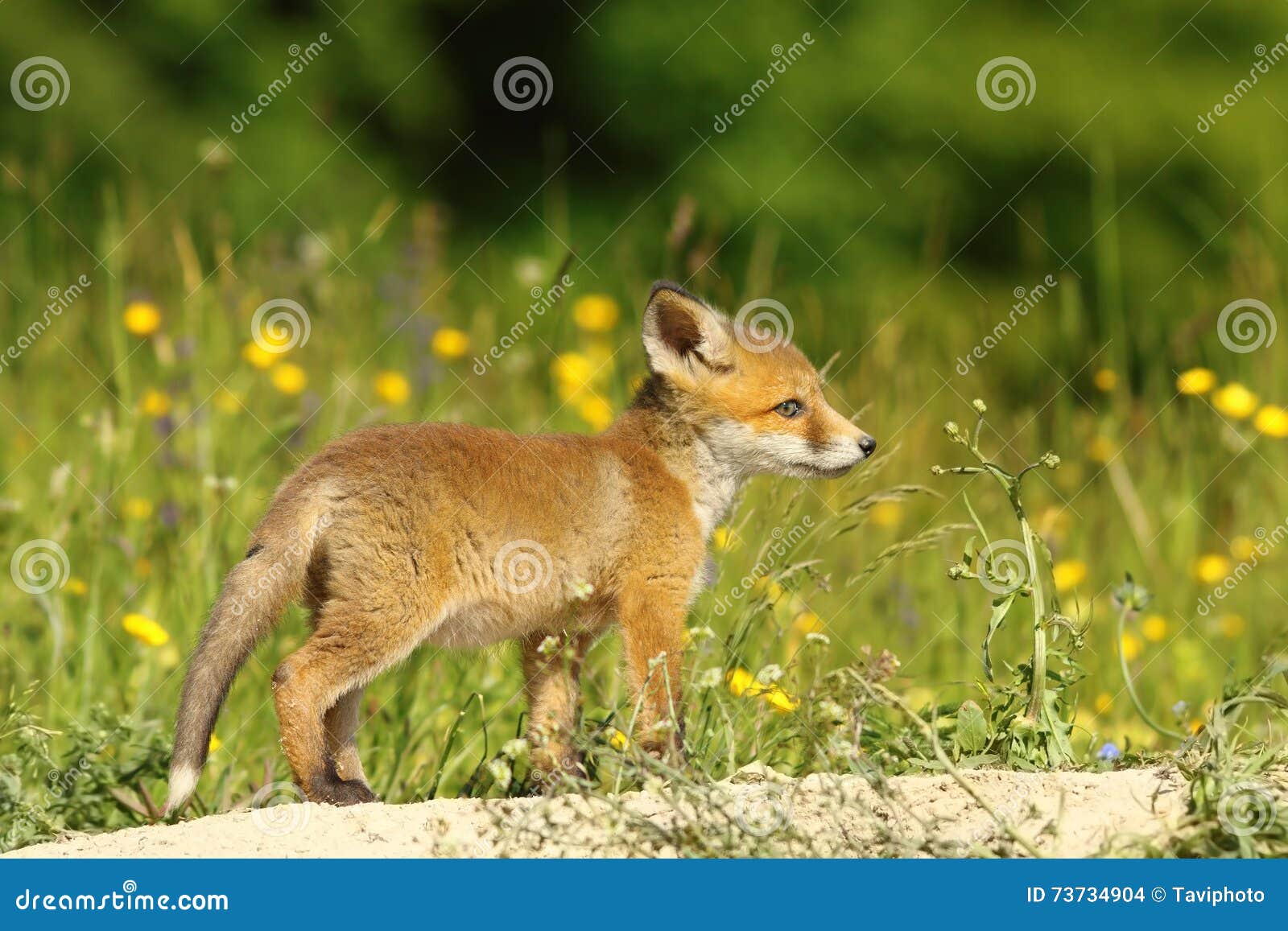 Jeune renard rouge photo stock. Image du curieux, normal - 73734904