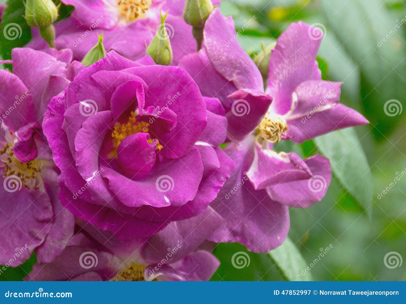 Jeune Rose pourpre image stock. Image du ensuite, branchement - 47852997