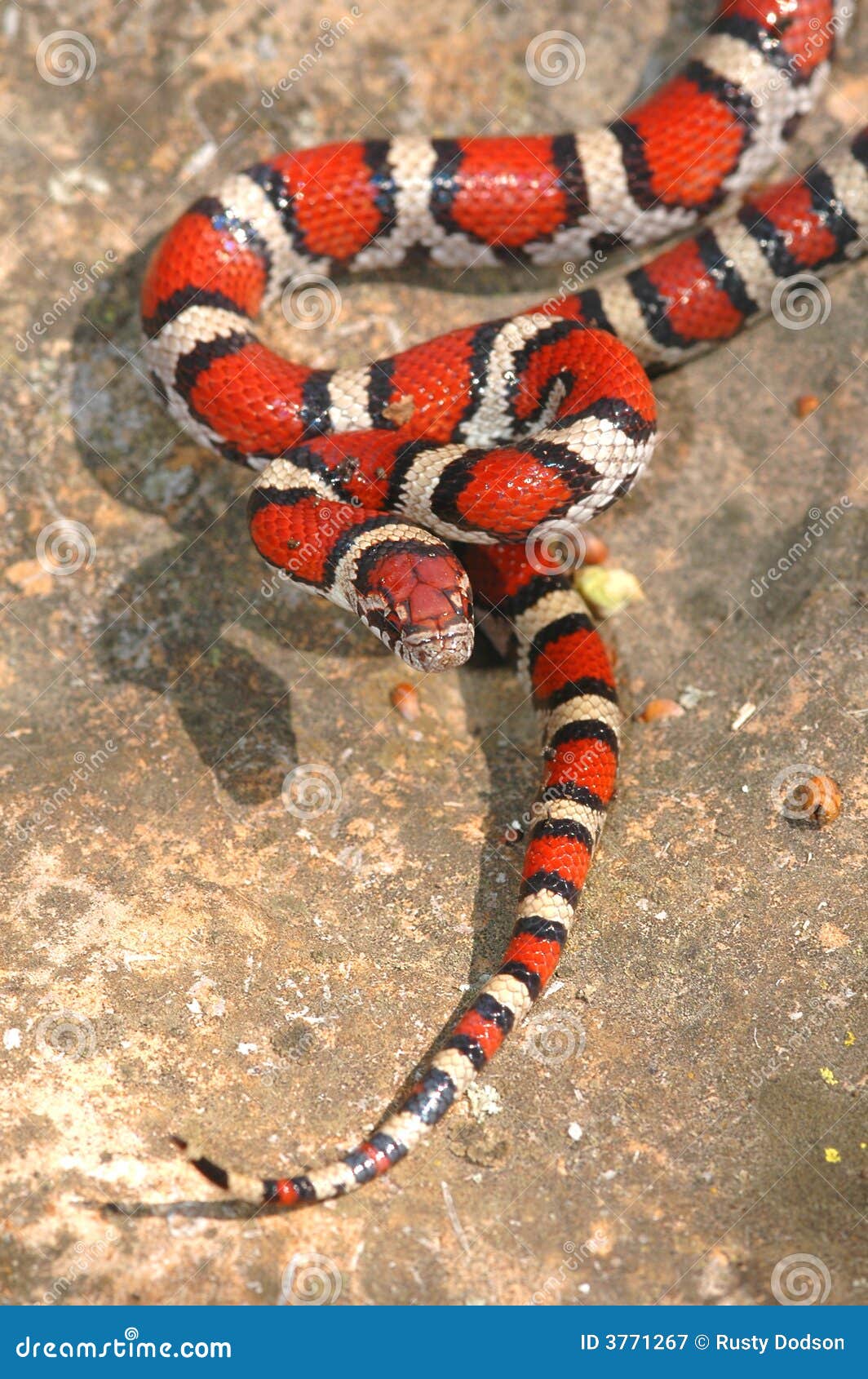 Jeune Serpent De Lait Rouge Image stock - Image du coloré, pets: 3771267