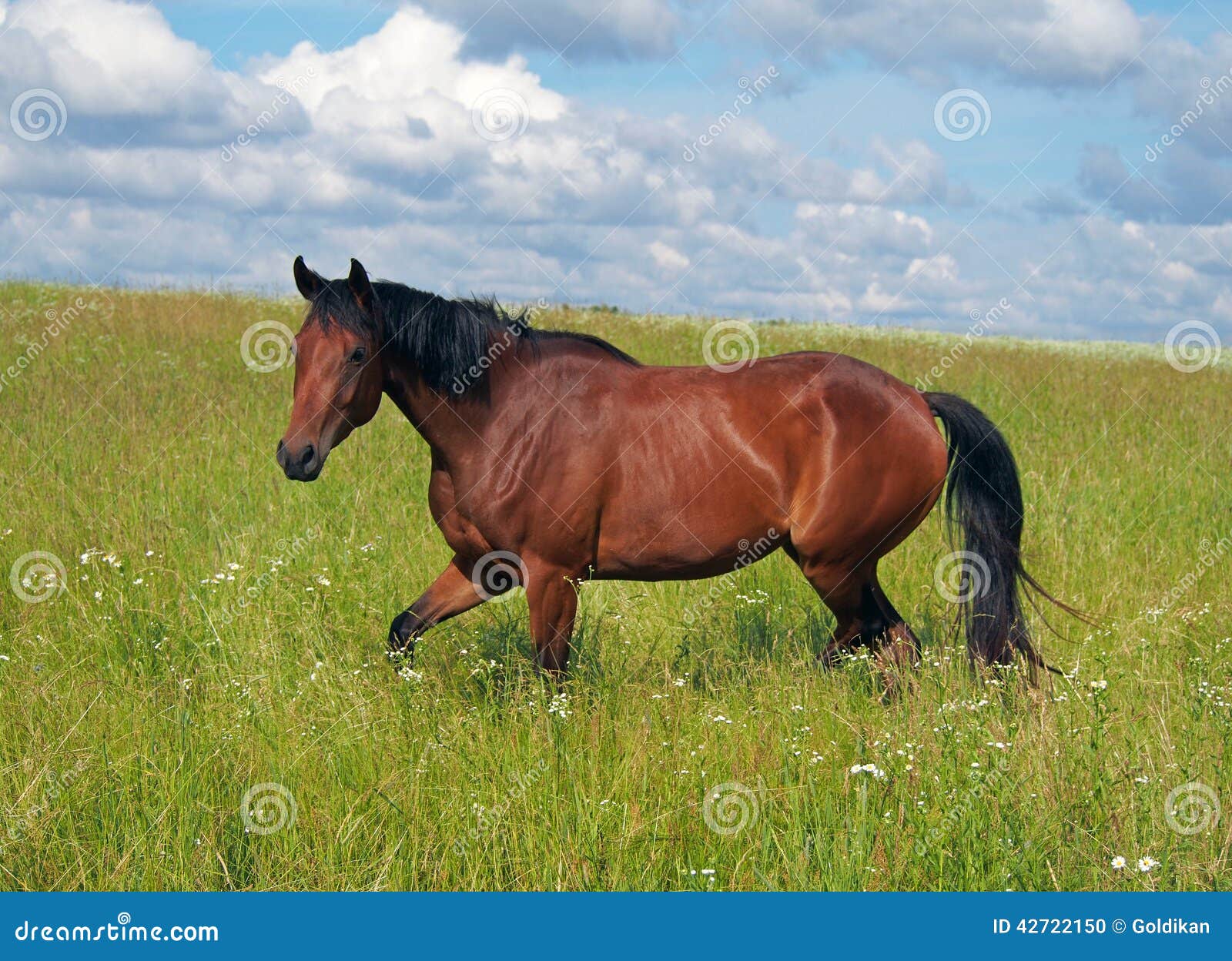 Jeune Trot De Cheval De Baie Photo stock - Image du événement, concours ...
