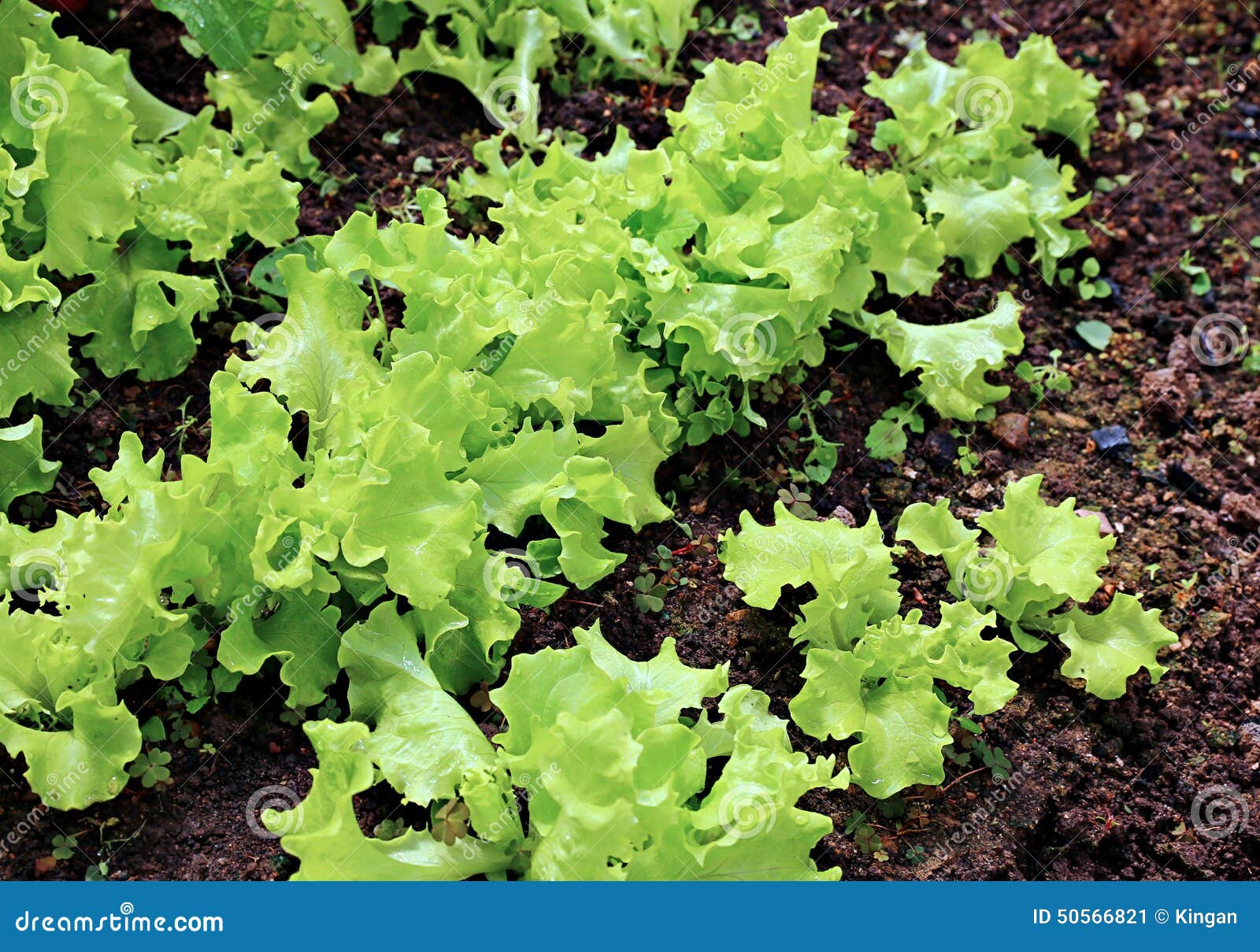 Jeune usine de laitue image stock. Image du horticulture - 50566821