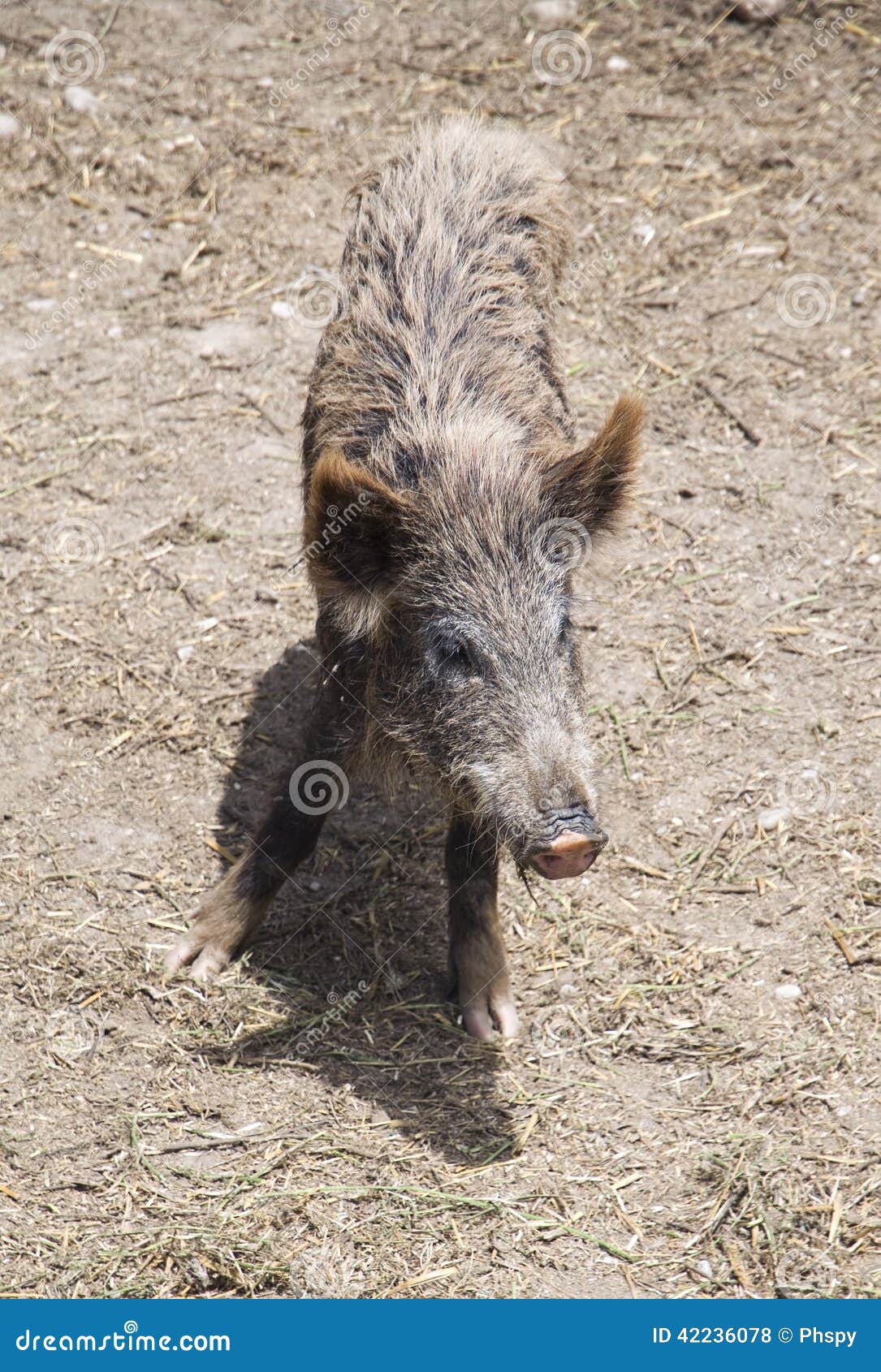Jeune verrat photo stock. Image du viande, brin, mammifère - 42236078