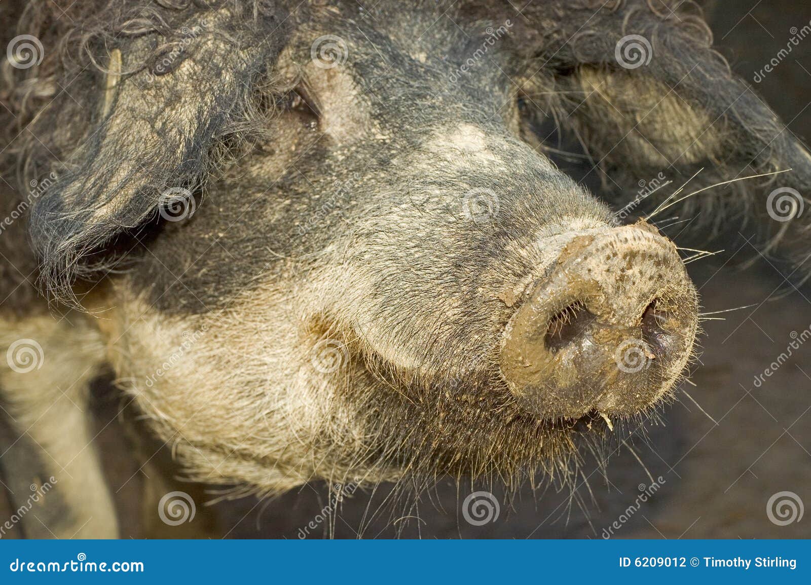 Jeune verrat velu photo stock. Image du porcin, saleté - 6209012