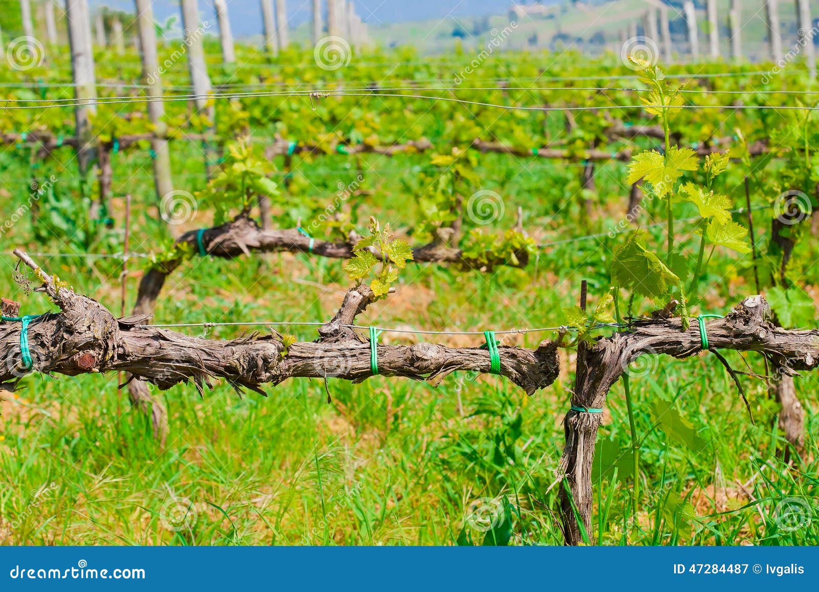 Jeune Vigne Dans Le Vignoble Image stock - Image du lame, nature: 47284487