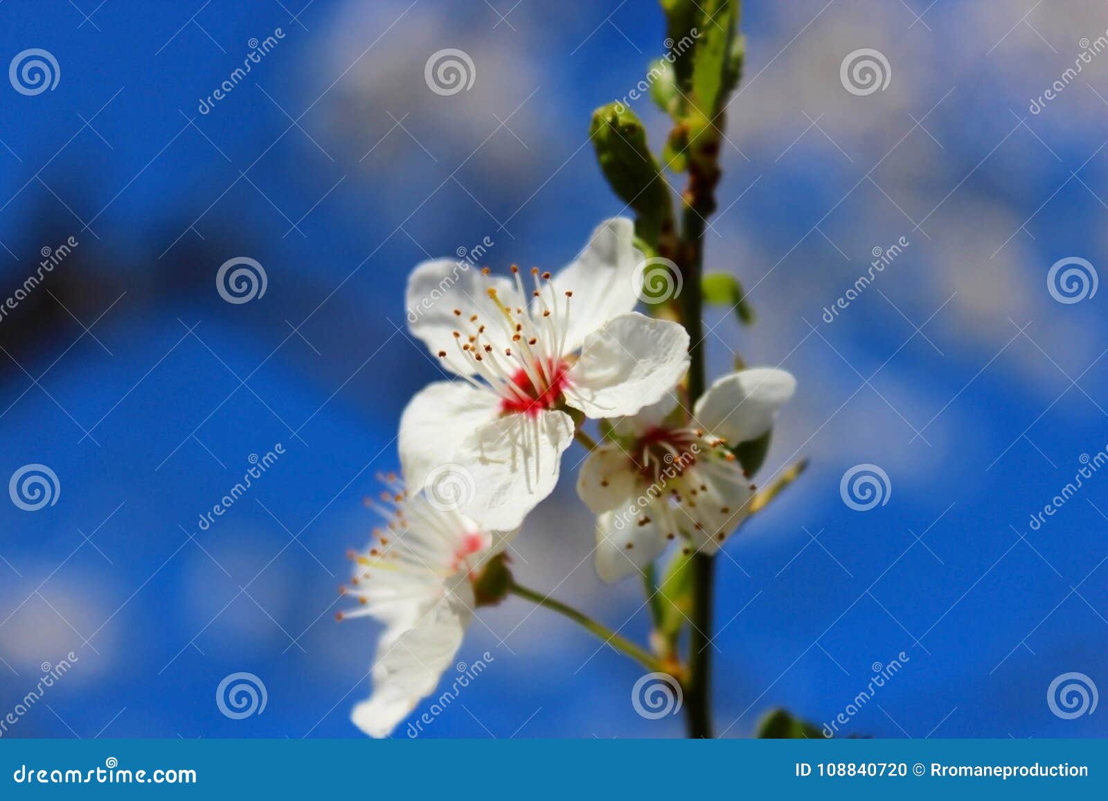 Jeunes Fleurs De Prunier En Ressorts Photo stock - Image du ciel, bleu ...
