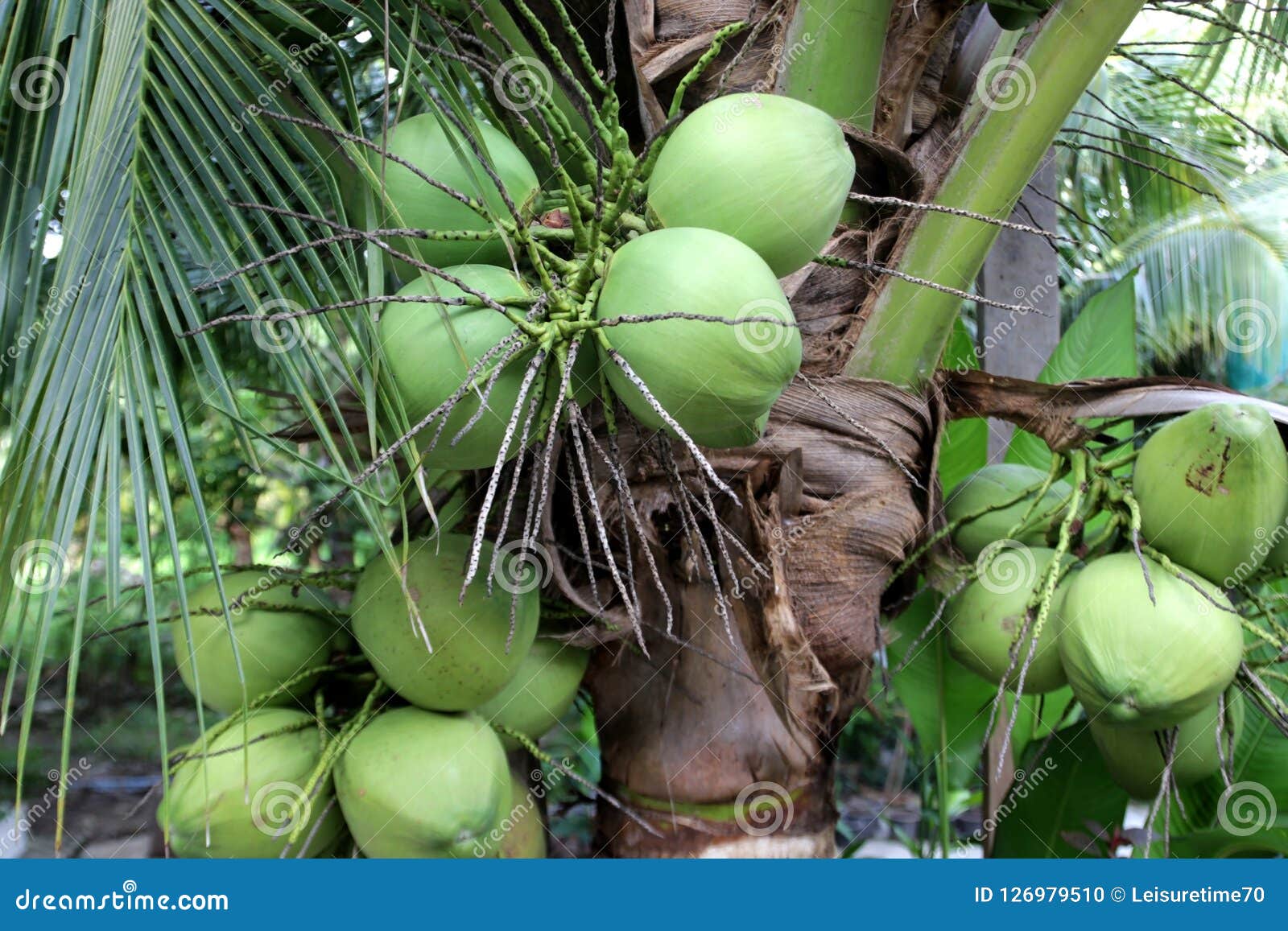 Jeunes Noix De Coco Sur L'arbre De Noix De Coco Photo stock - Image du ...