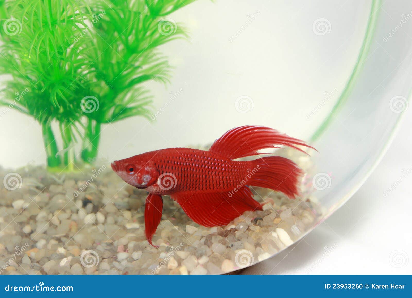 Jeunes Poissons Chinois Rouges De Combat Photo stock - Image du animal ...