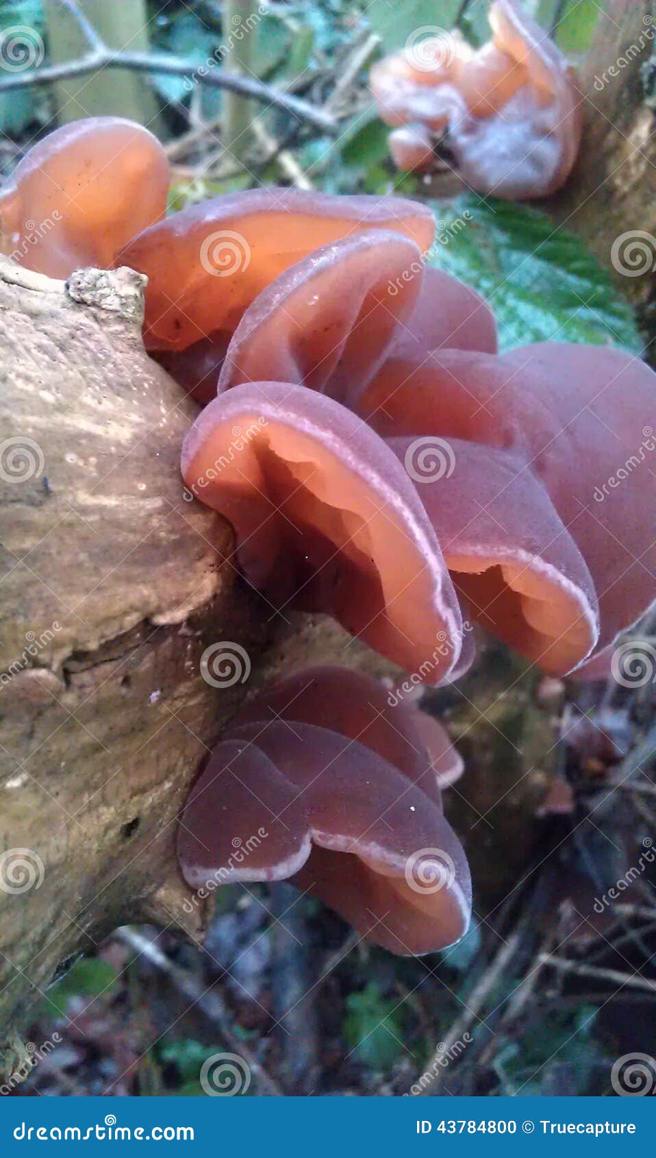 Jew s ears stock photo. Image of trees, jews, ears, grows - 43784800