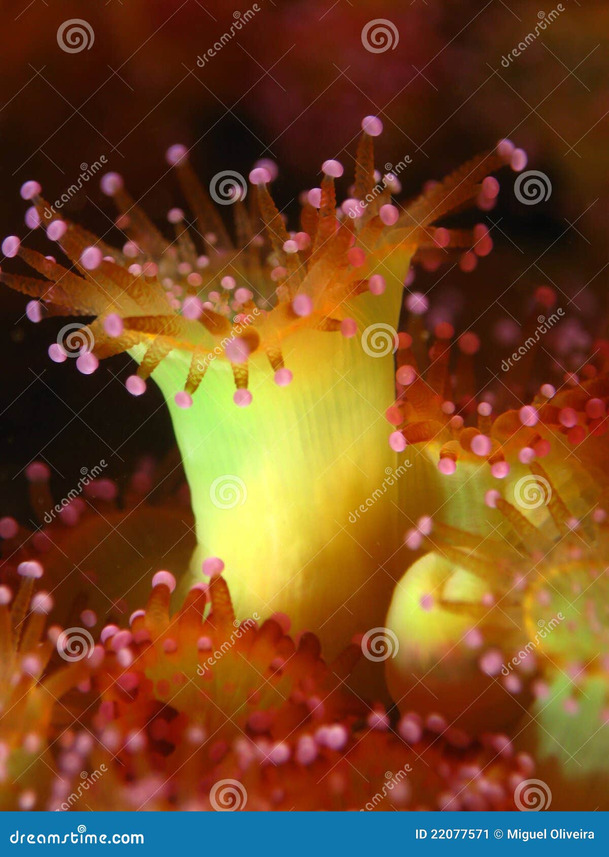 Jewel Anemone stock image. Image of jewel, color, corynacti - 22077571