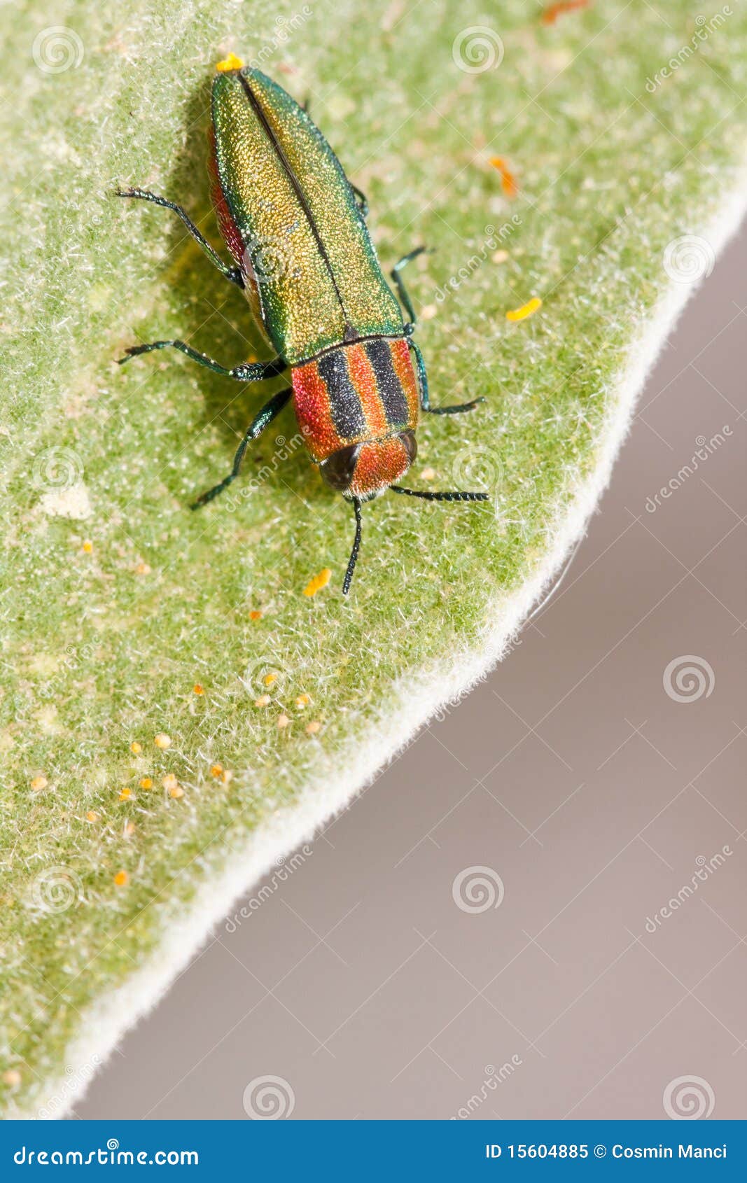 Jewel beetle stock image. Image of wilderness, nature - 15604885