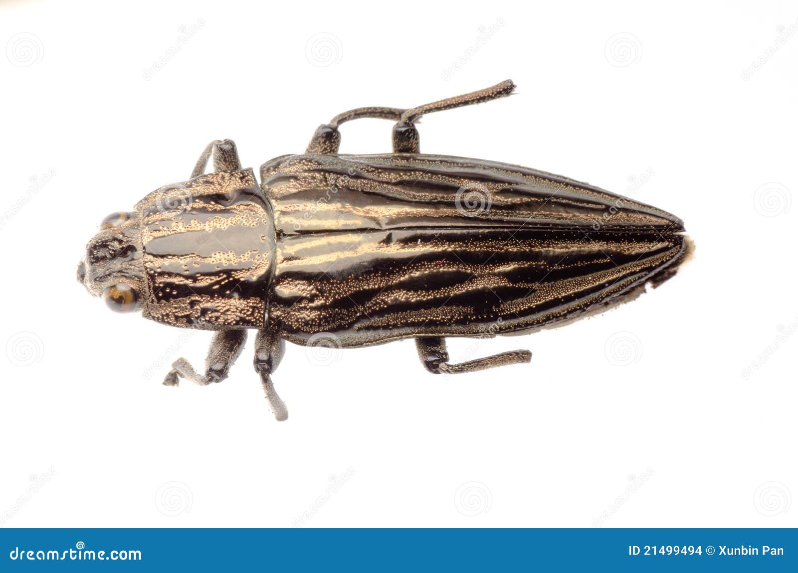 Jewel beetle stock photo. Image of view, zoology, shot - 21499494
