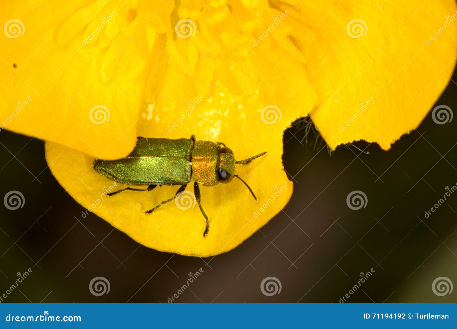 Jewel Beetle Anthaxia Nitidula Stock Photo - Image of grass, closeup ...