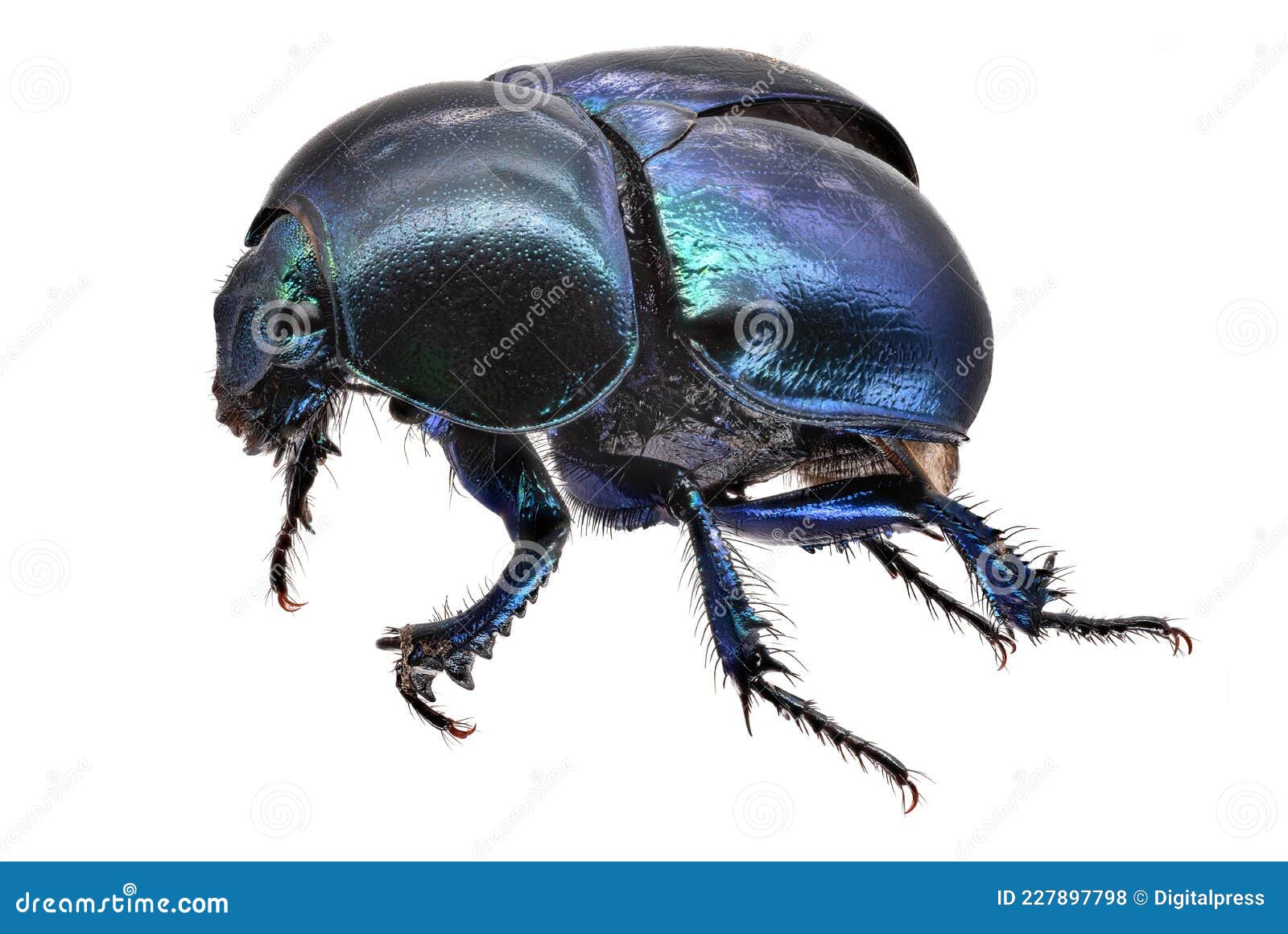 Jewel Beetle Or Metallic Wood-boring Beetle, Julodis Andreae Sulcata ...