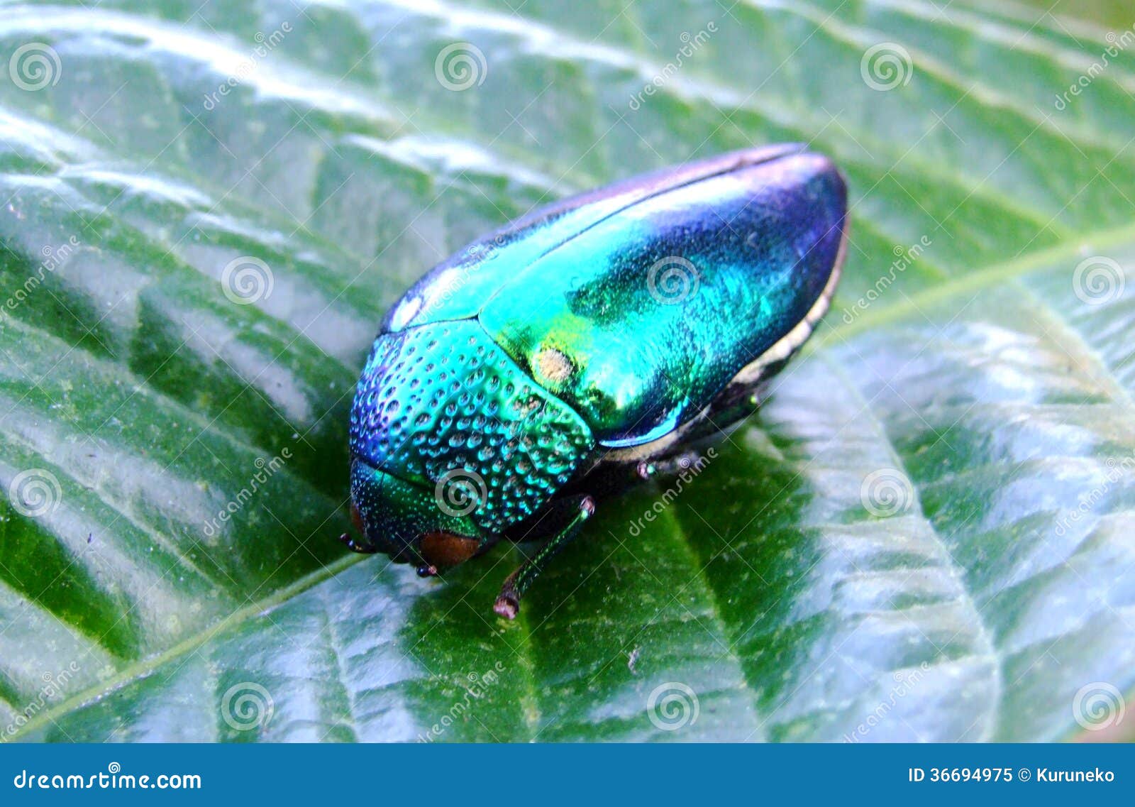 Jewel beetle stock image. Image of green, wood, nature - 36694975