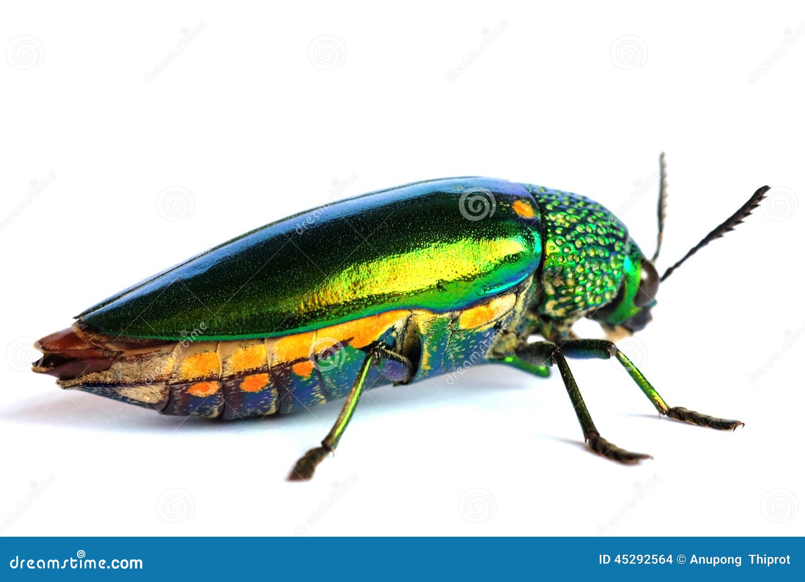 Beetle Isolated On White. Beetle Weevil Black In Red Spots Brachycerus ...