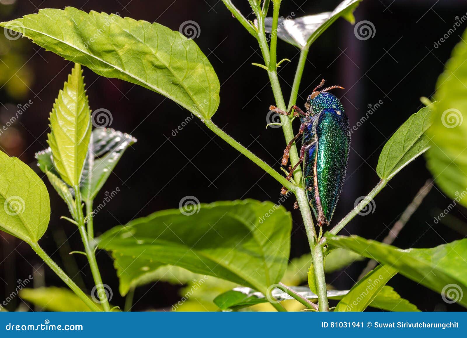 Jewel Beetle Sternocera Ruficornis Stock Image - Image of ruficornis ...