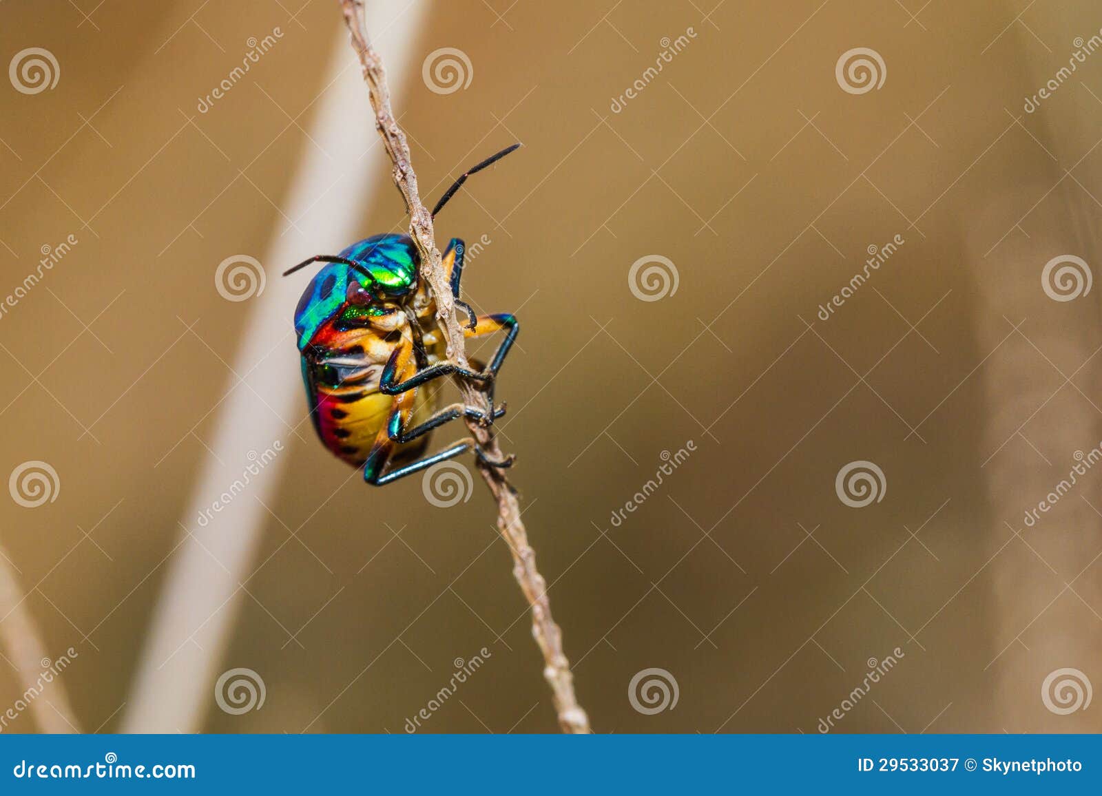 Jewel Bug stock image. Image of garden, colour, biology - 29533037