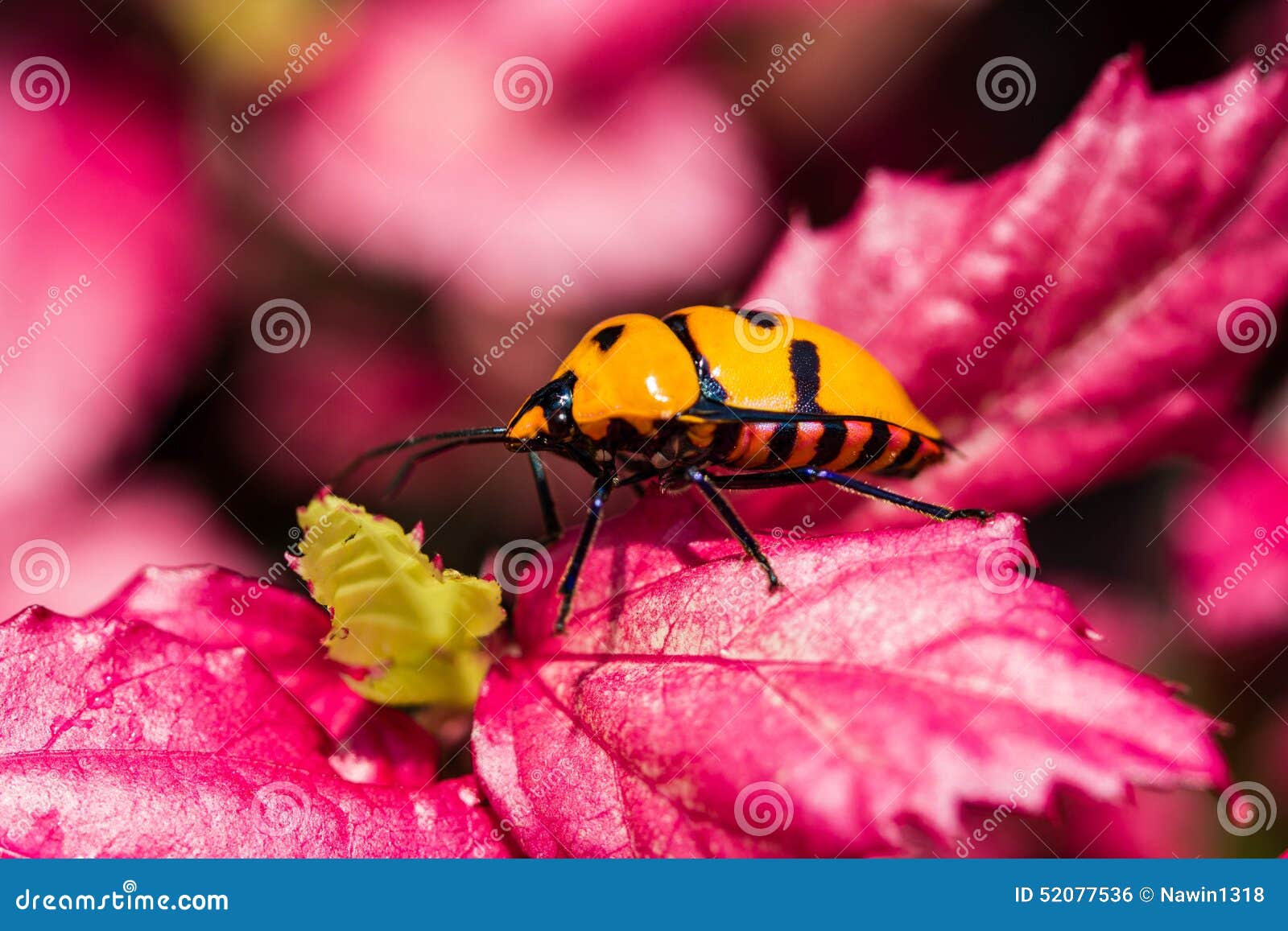 Jewel Bug on pink leaf stock photo. Image of wild, jewel - 52077536