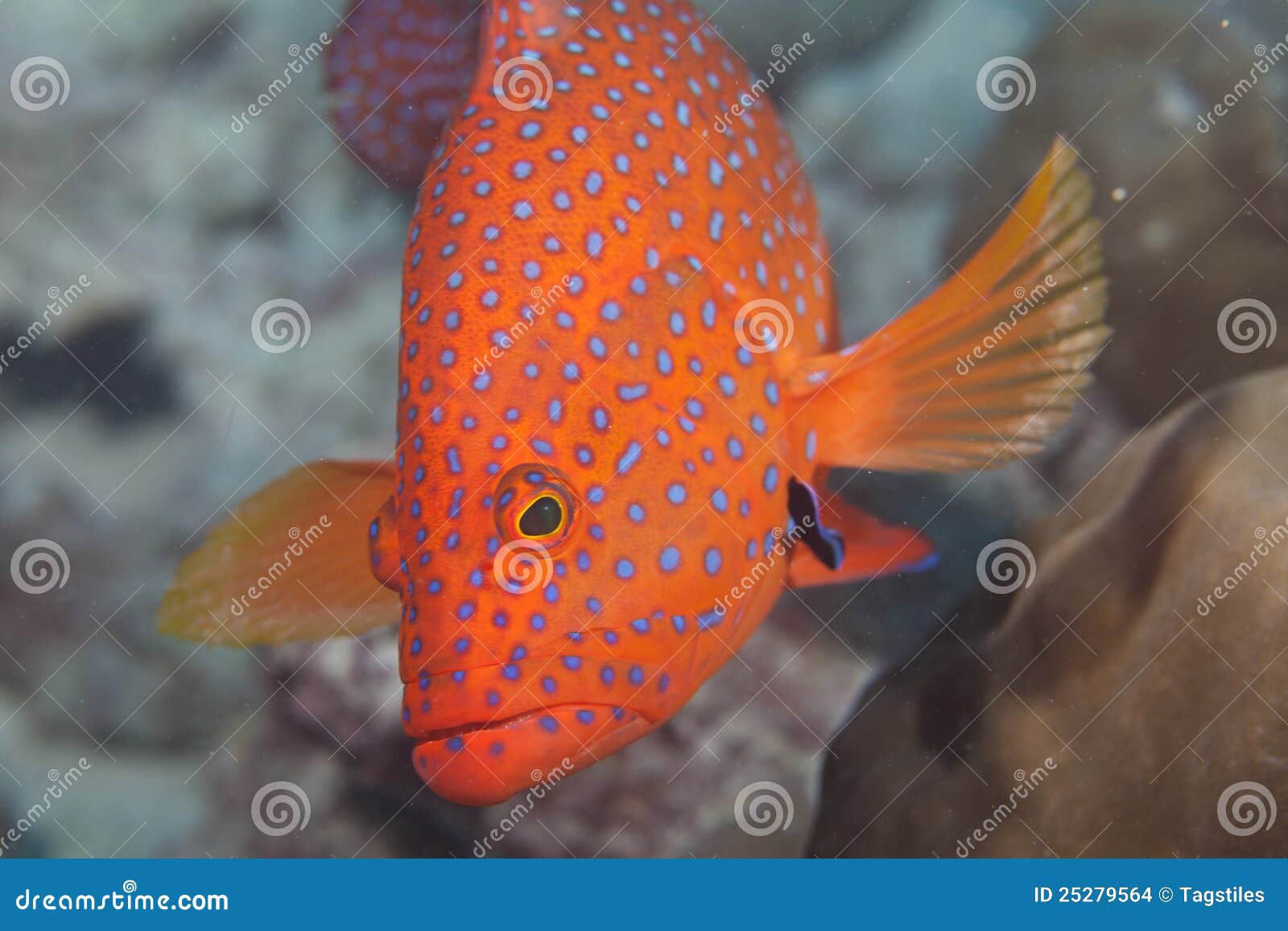 Jewel perch stock photo. Image of holidays, praslin, paradise - 25279564