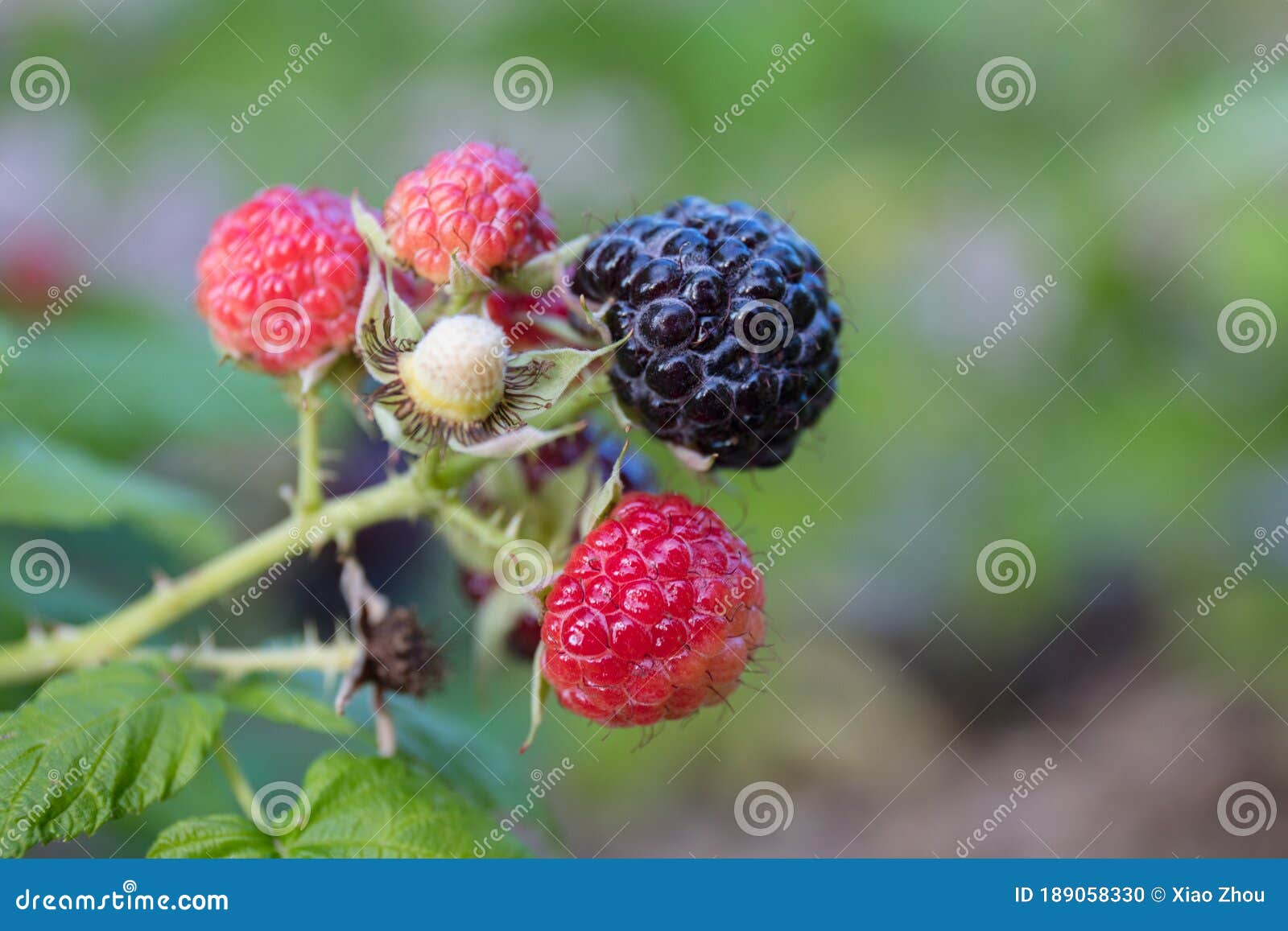 JEWEL raspberry stock photo. Image of fruit, fusion - 189058330