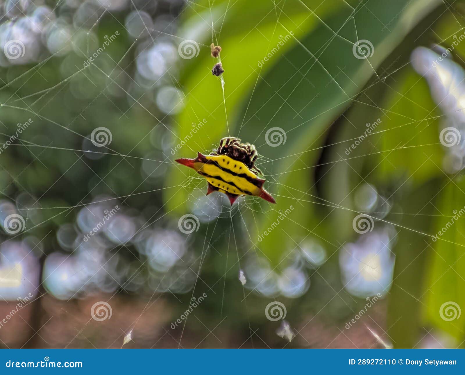 Jewel Spider Web with Bokeh Stock Photo - Image of arachnid, cobweb ...