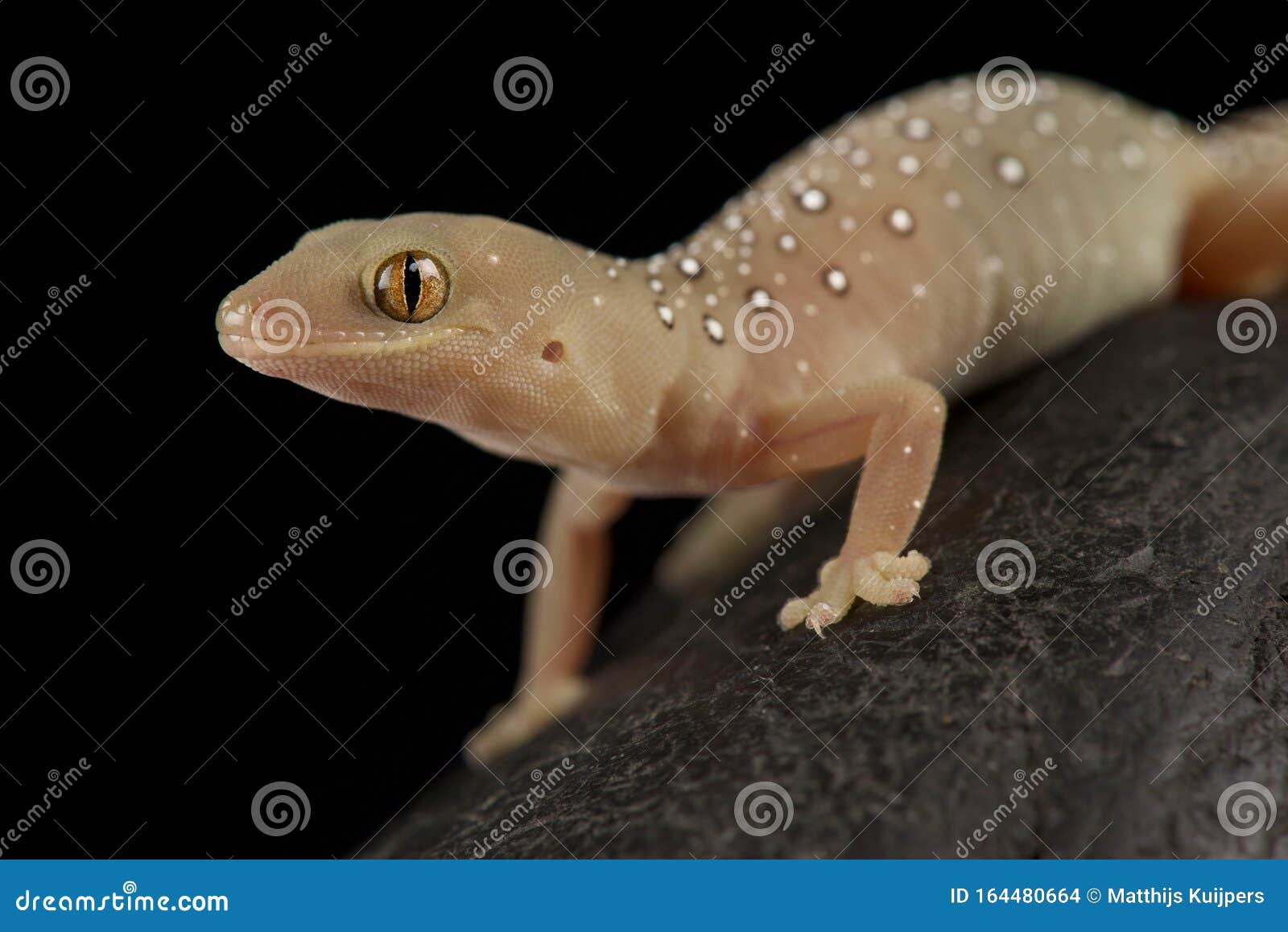Jewelled Gecko Strophurus Elderi Stock Photo - Image of blooded, tail ...