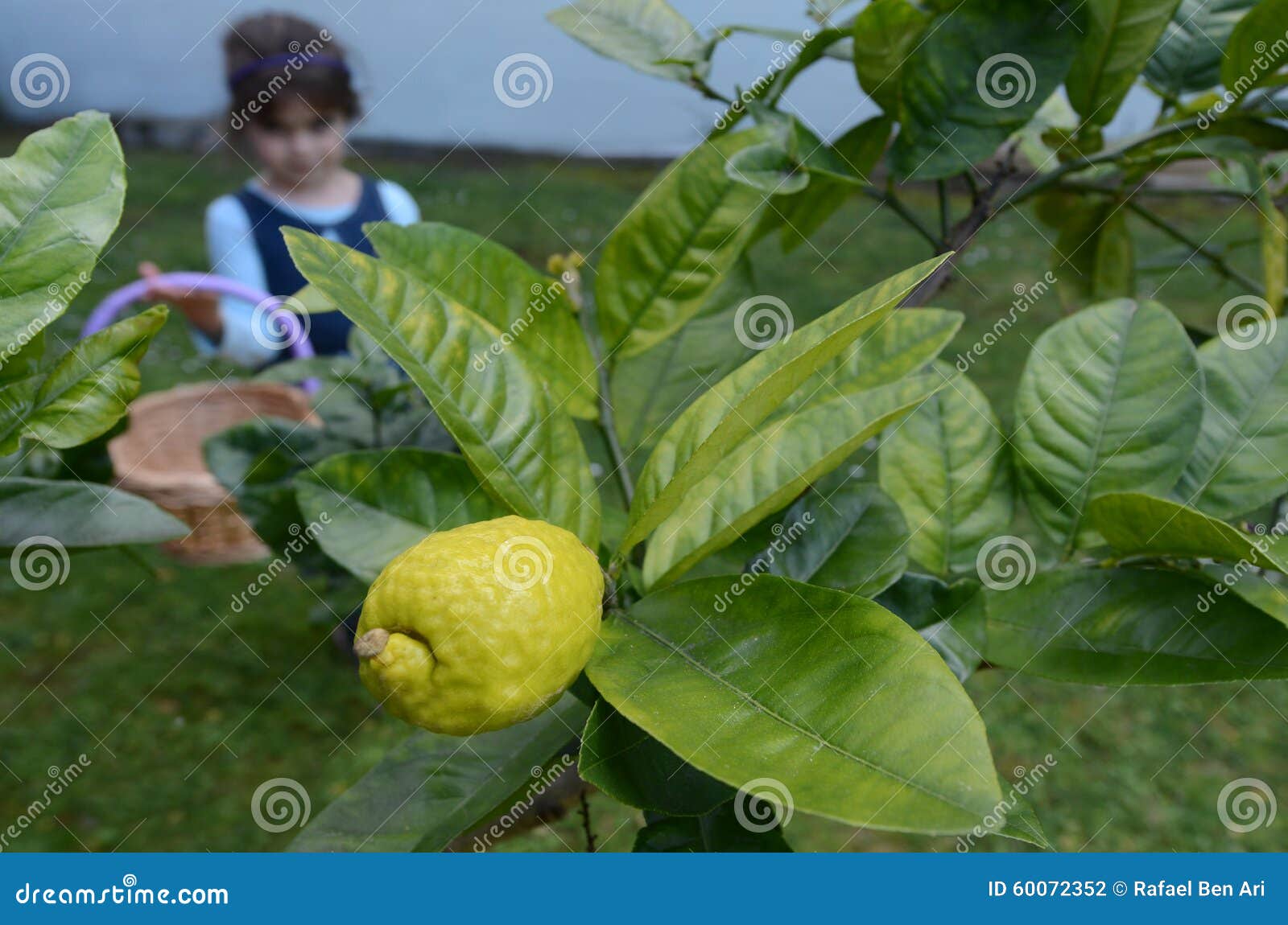 Jewish Girl Picking a Fresh Etrog from on a Tree Stock Photo - Image of ...