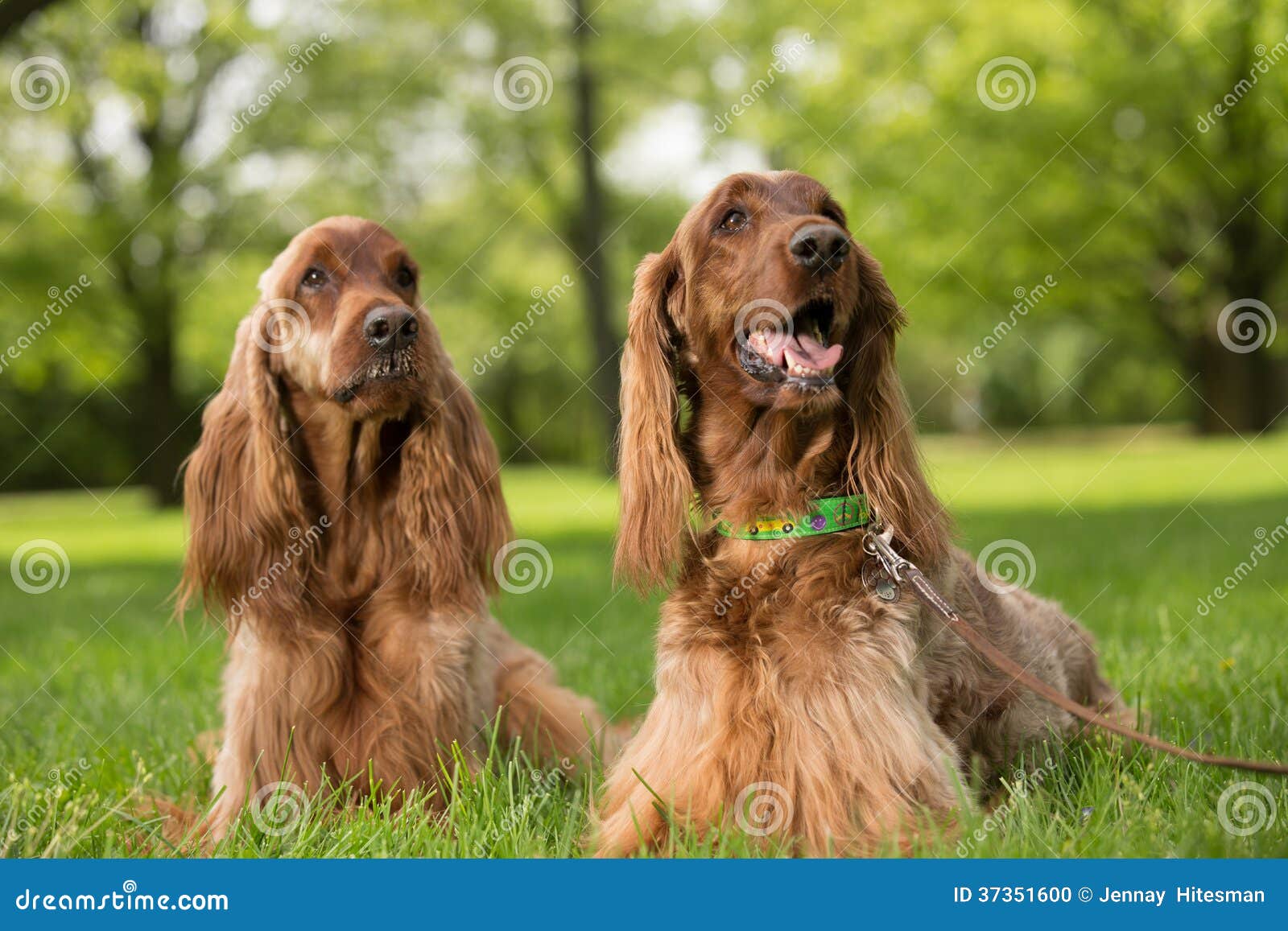 Two Irish Setters Dogs Lying in Grass Stock Photo - Image of dogs ...