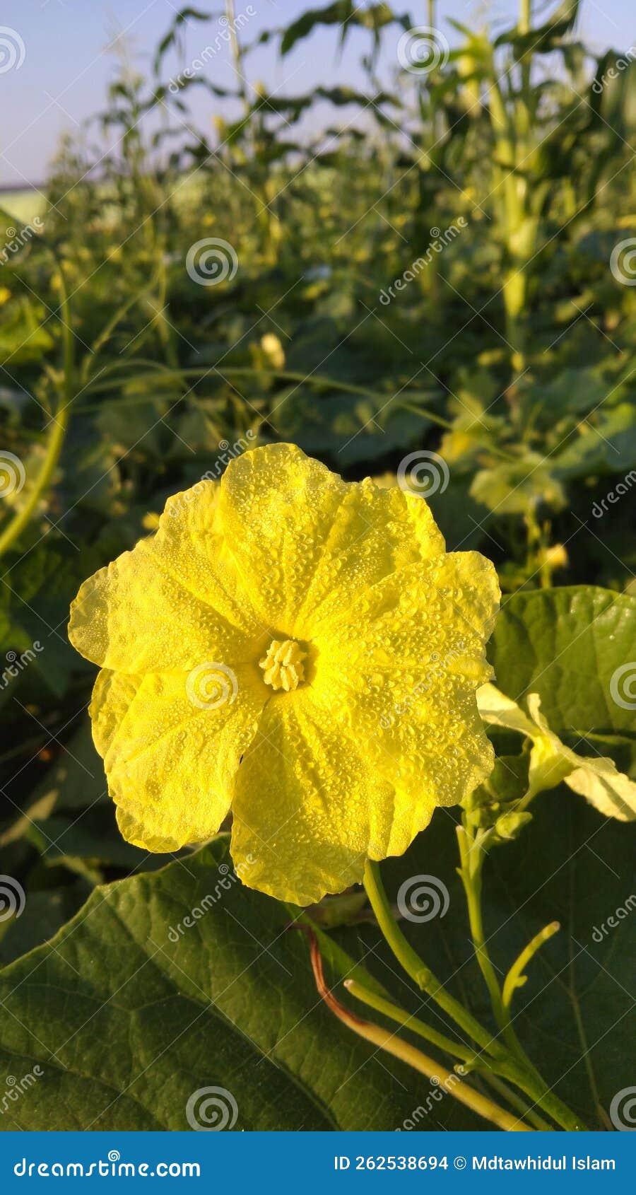 Jhinga Flower,vegetable Iteam Stock Photo - Image of iteam, itea: 262538694