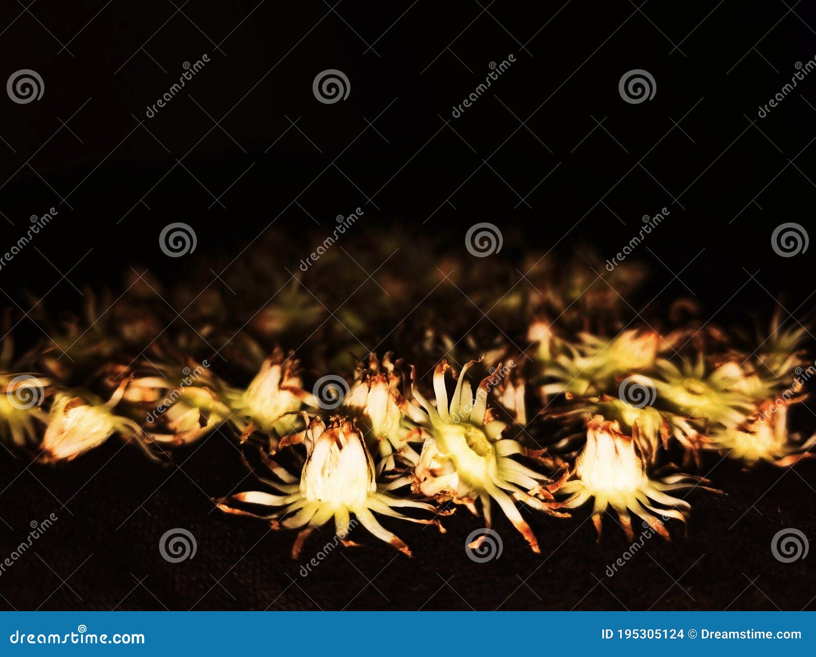 Jhora Bokul Stock Photos - Free & Royalty-Free Stock Photos from Dreamstime