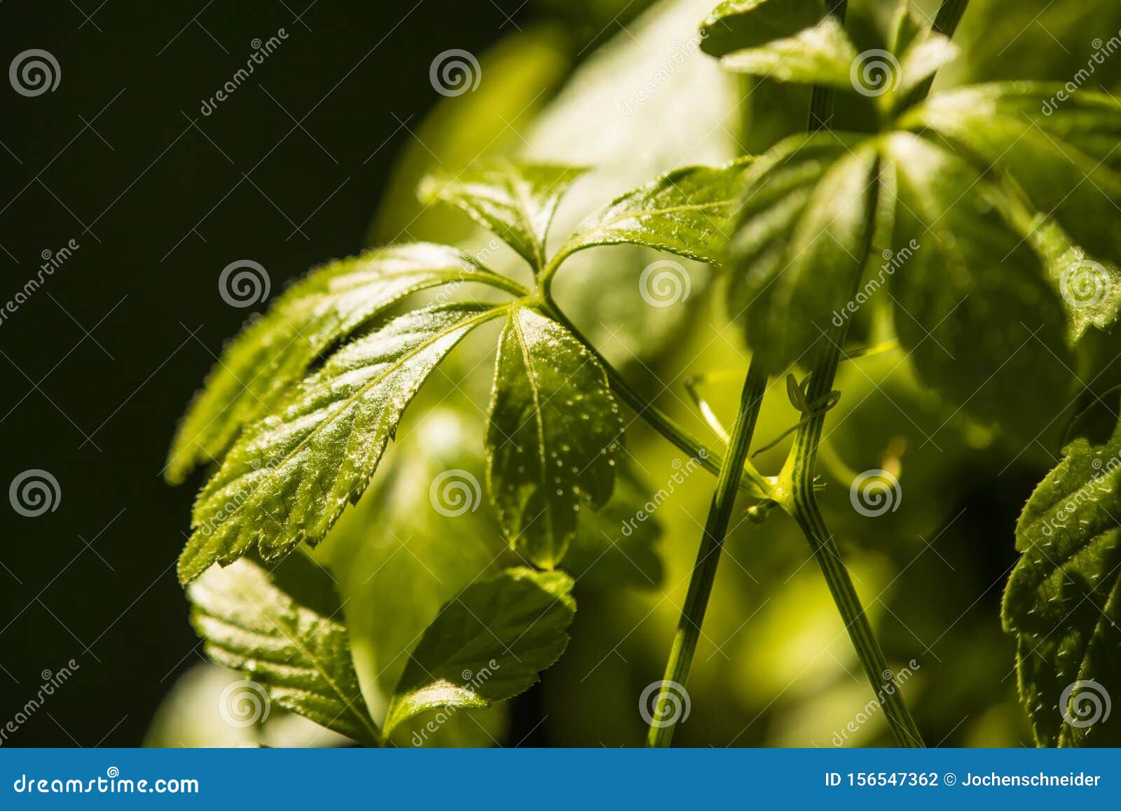 Jiaogulan, Chinese Herb for Longevity Stock Photo - Image of medicinal ...