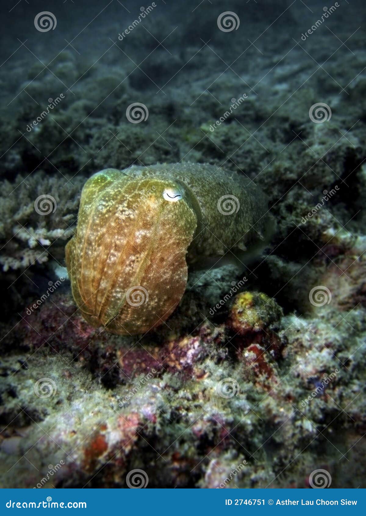 Jibias imagen de archivo. Imagen de corales, jibias, tropical - 2746751