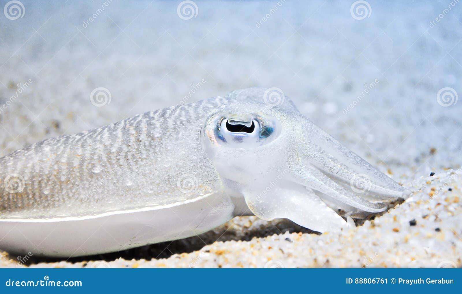 Jibias comunes imagen de archivo. Imagen de blanco, arena - 88806761