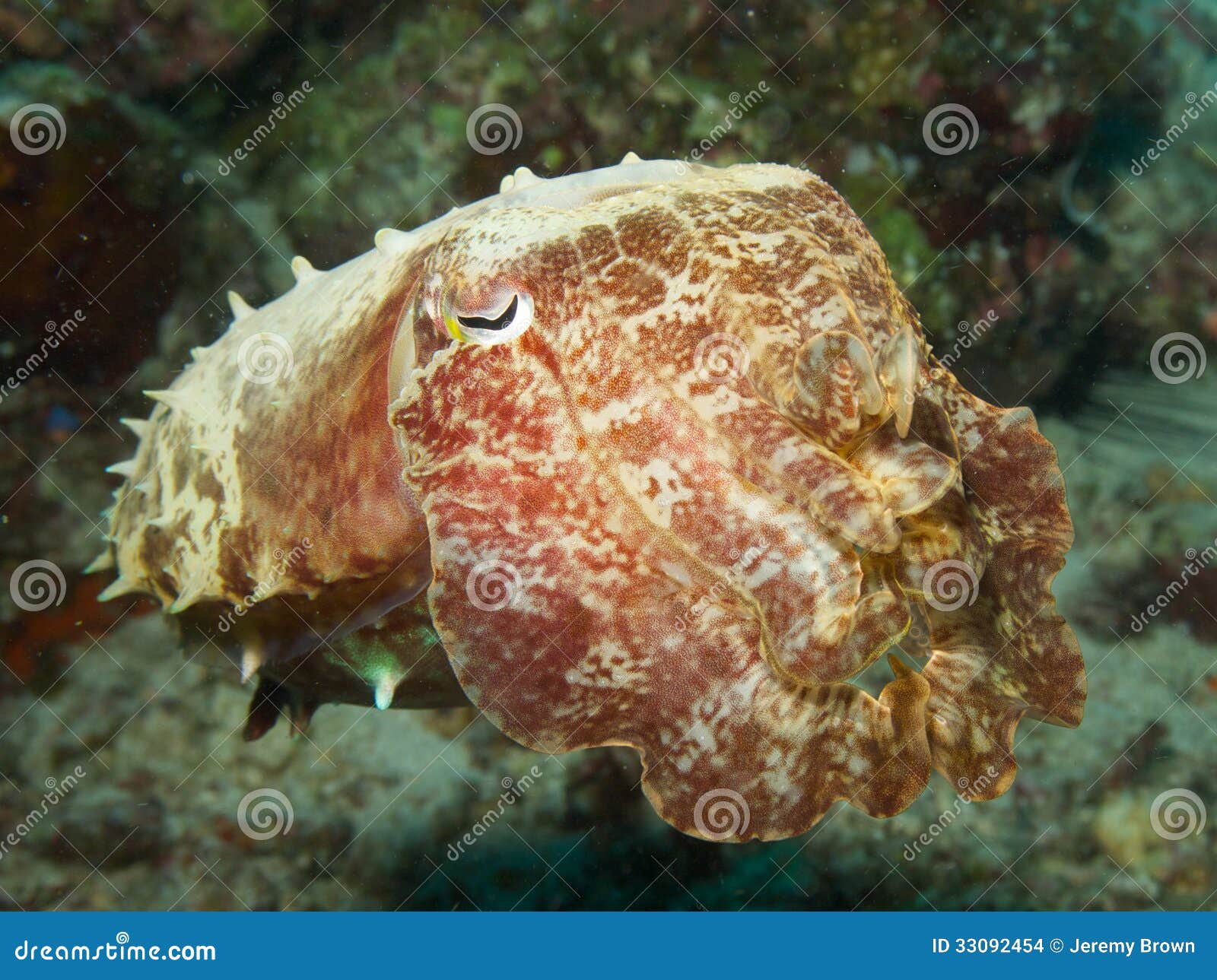 Jibias de Broadclub foto de archivo. Imagen de vida, isla - 33092454