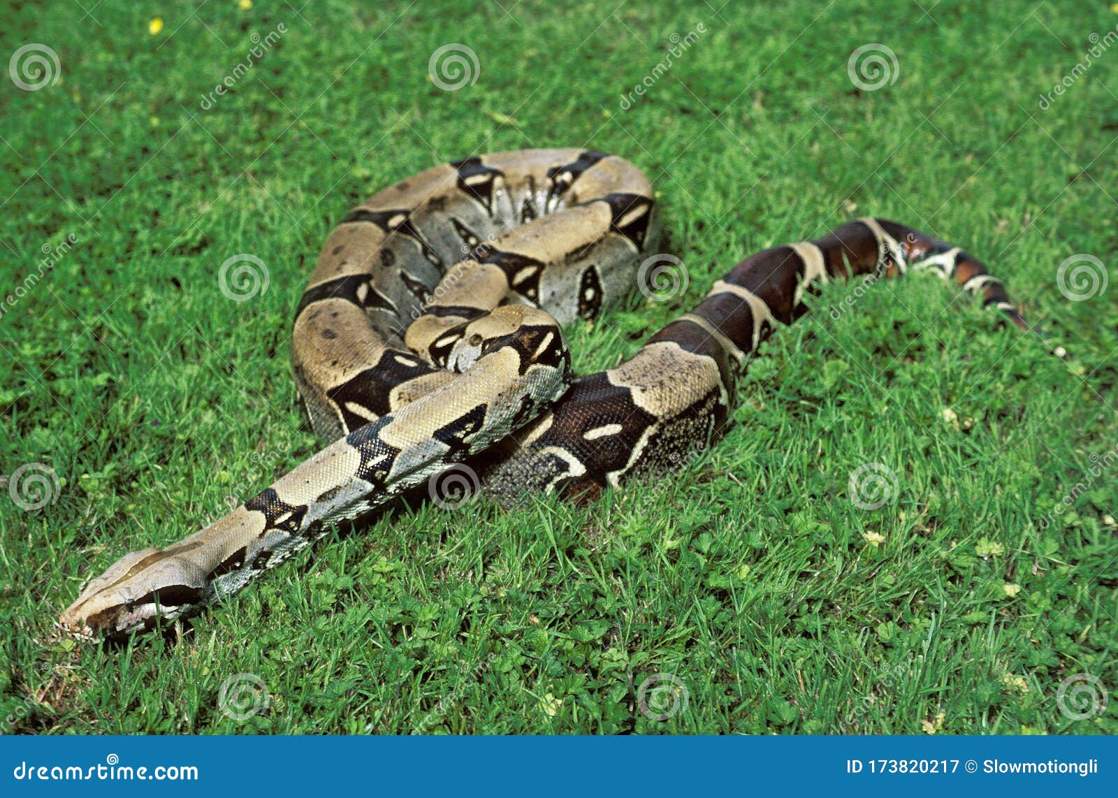Jiboia constricteur imagem de stock. Imagem de animal - 173820217