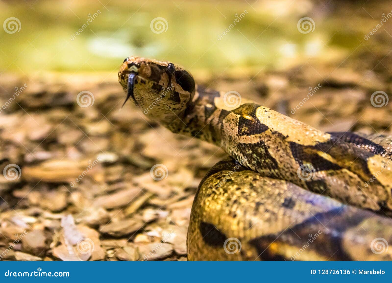 Jiboia Del Serpente Del Boa Constrictor Nella Fine Su Fotografia Stock ...