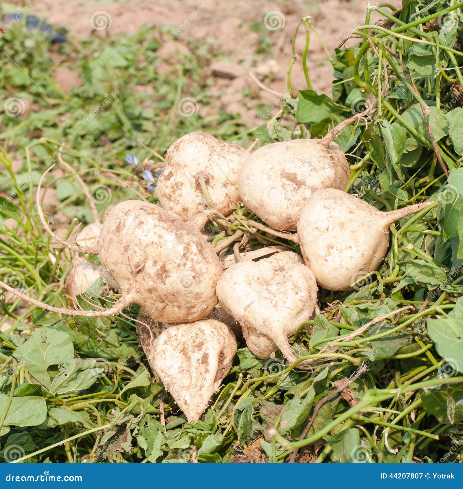 Jicama stock image. Image of white, jicama, organic, vegetable - 44207807