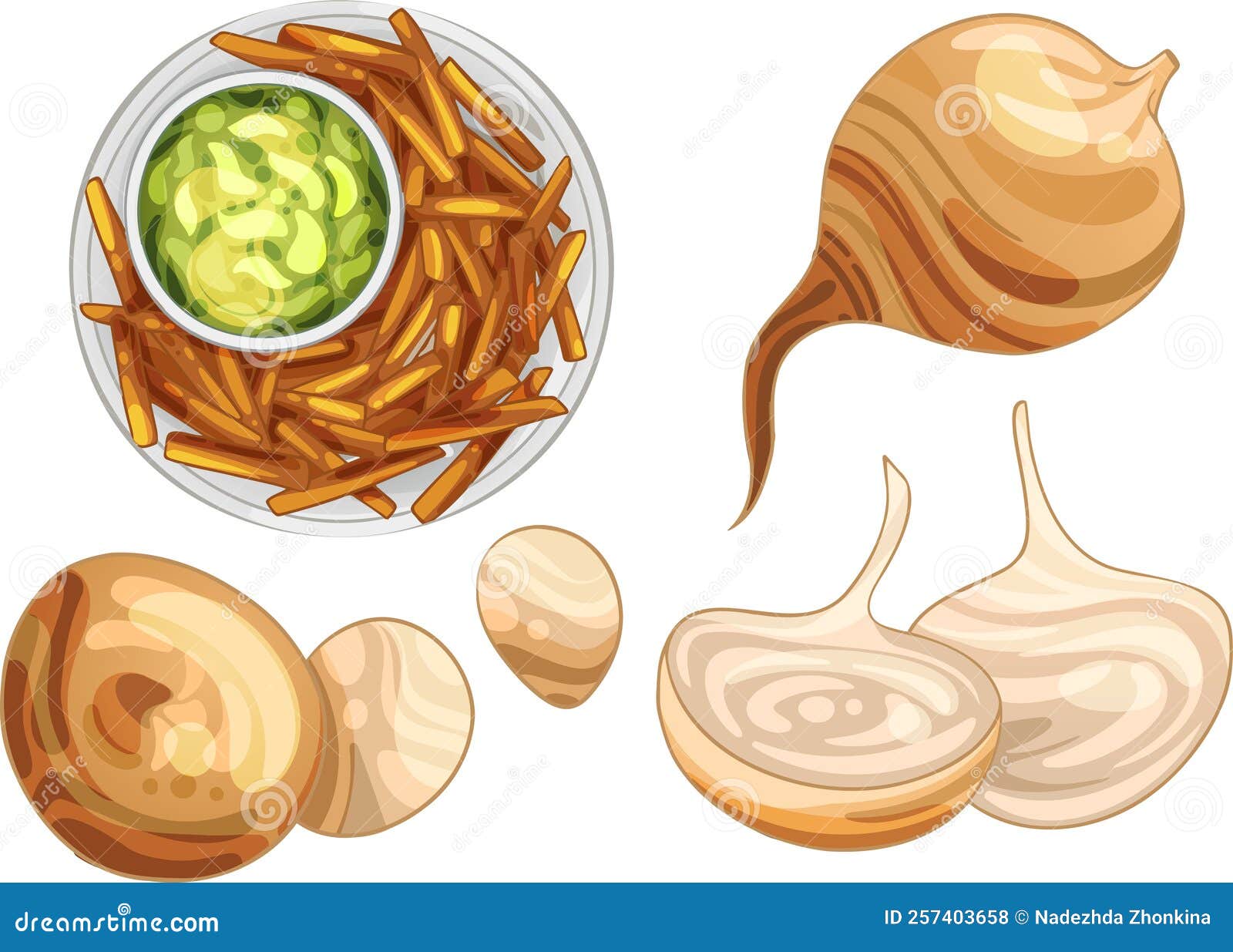 Jicama Fruit Illustration Cartoon Vector | CartoonDealer.com #222058699