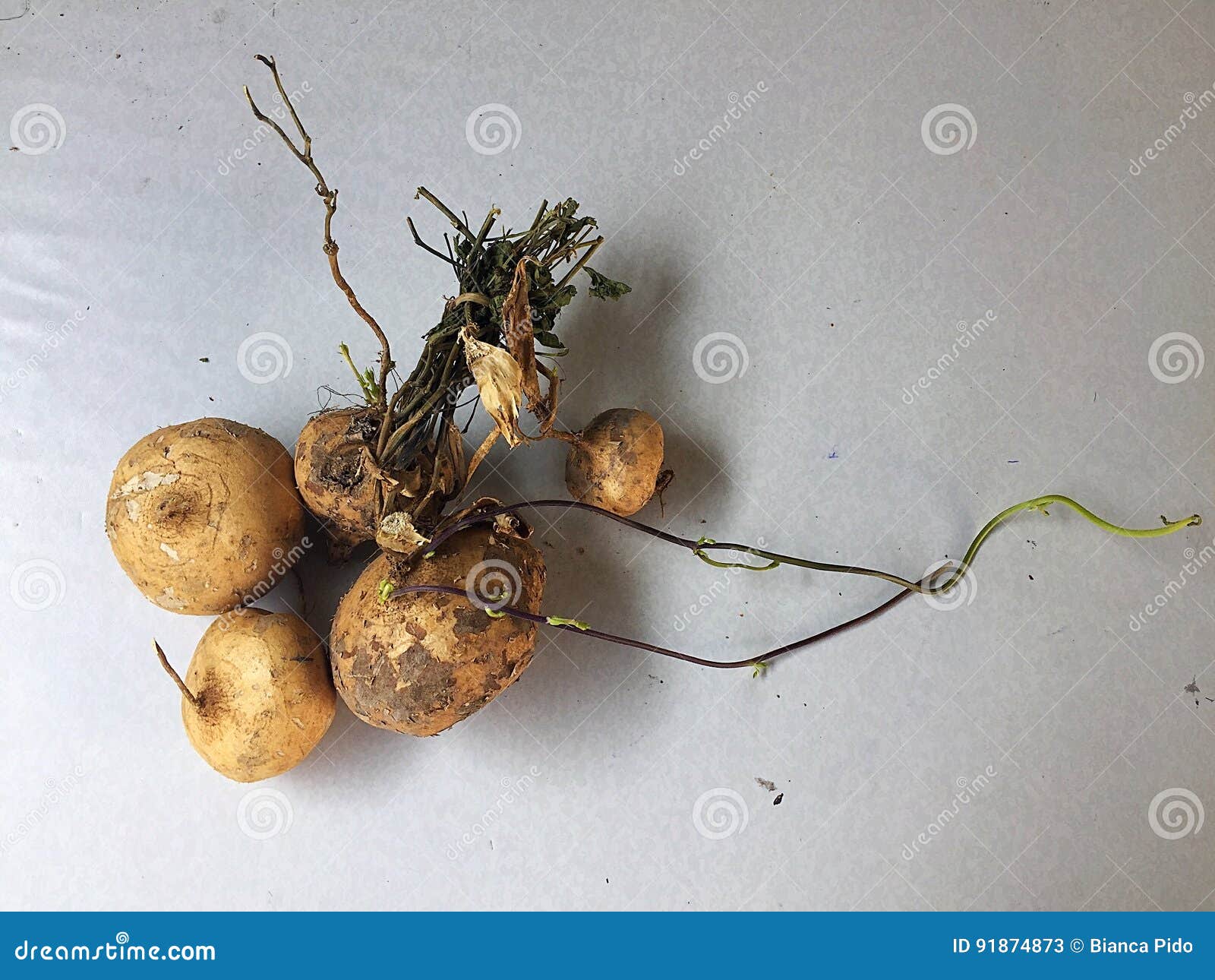 Jicama/nabo mexicano imagen de archivo. Imagen de nabo - 91874873