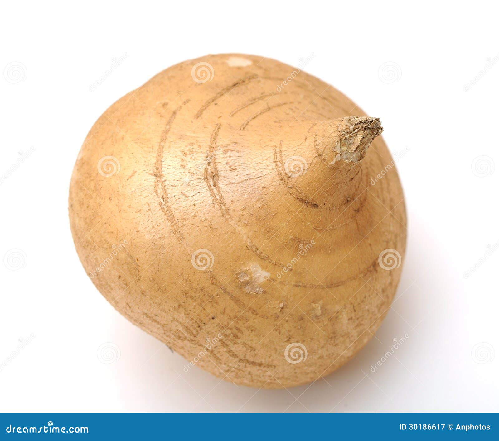 Jicama root stock image. Image of white, jicama, root - 30186617