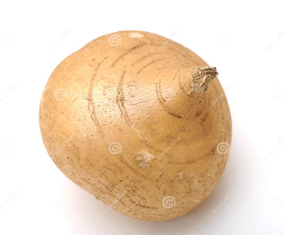 Jicama root stock image. Image of white, jicama, root - 30186617