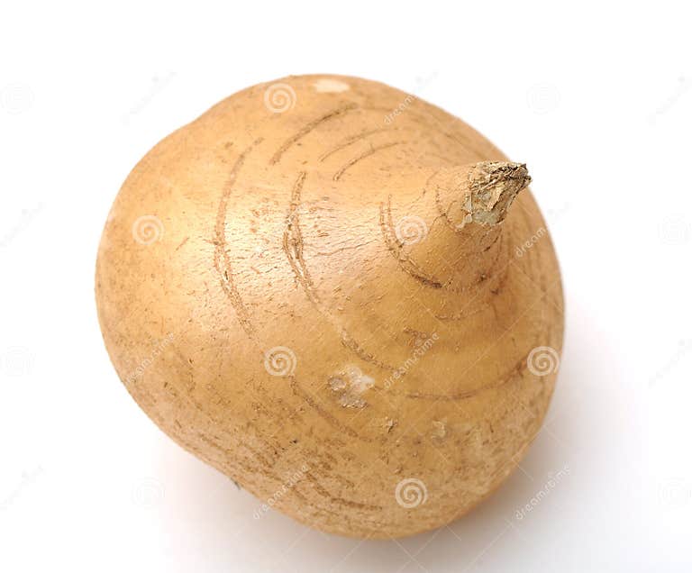 Jicama root stock image. Image of white, jicama, root - 30186617